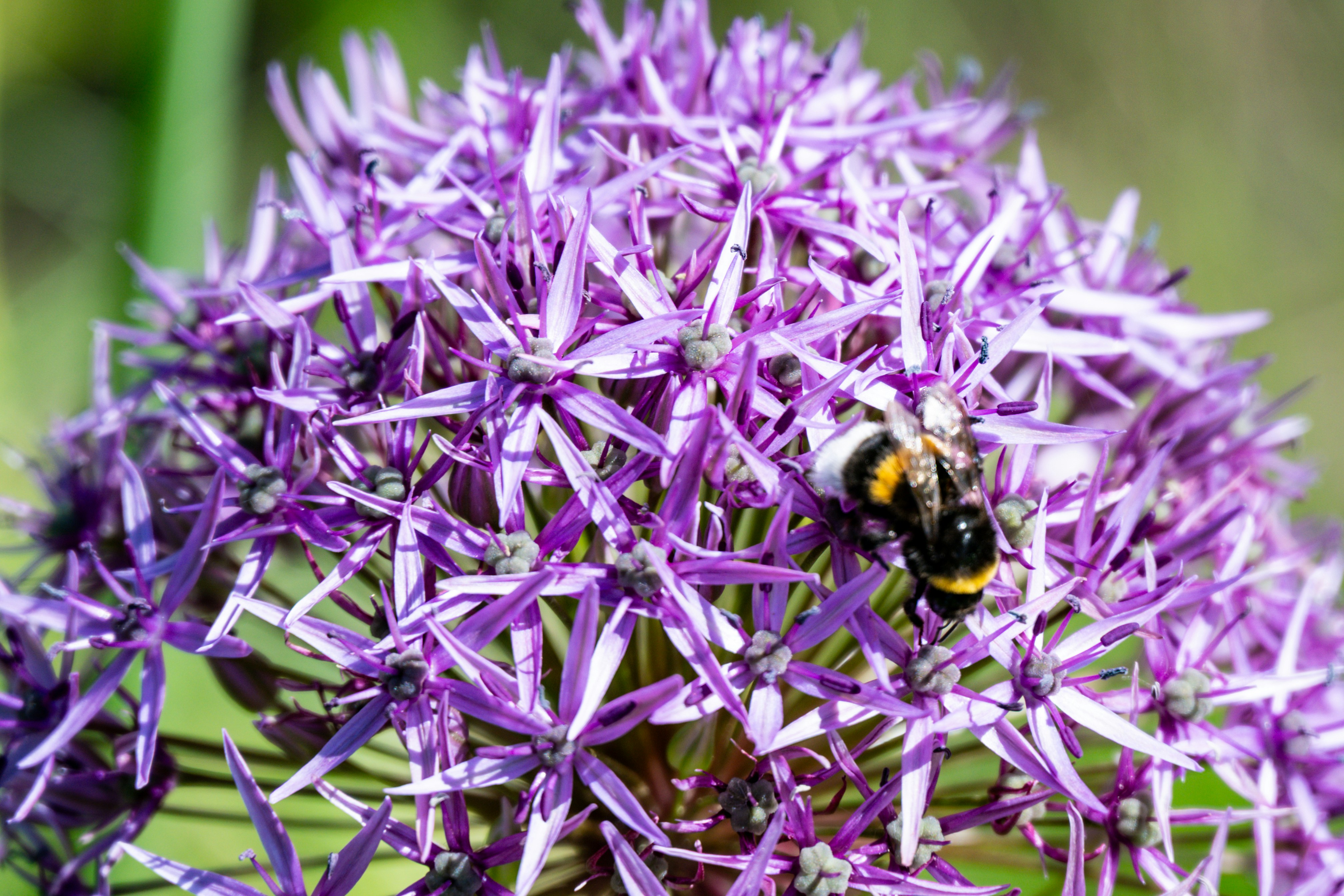 Bee at the Purple Allium: A Moment of Pollination