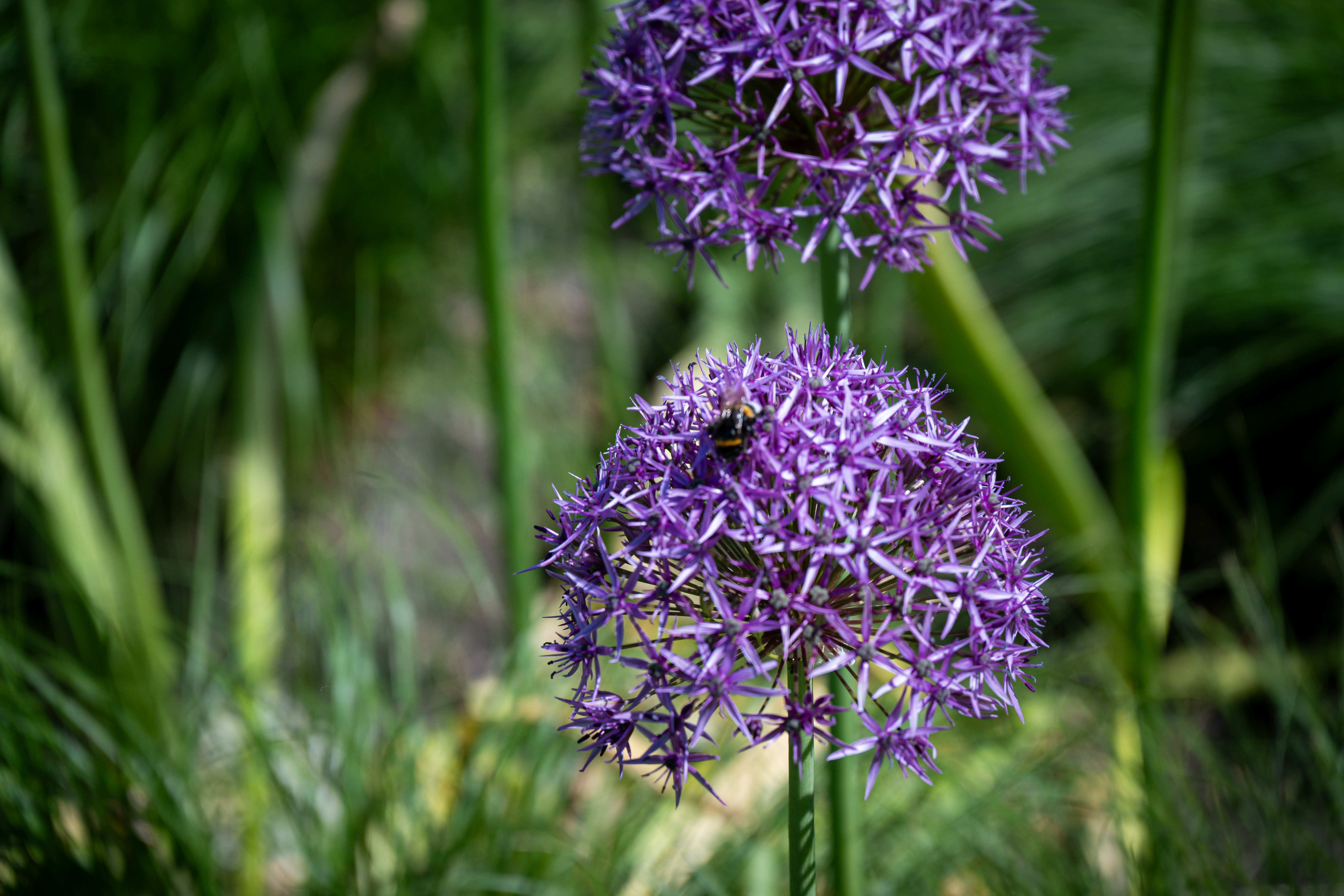 Purple Allium in Focus: A Bomb of Color Against Garden Green