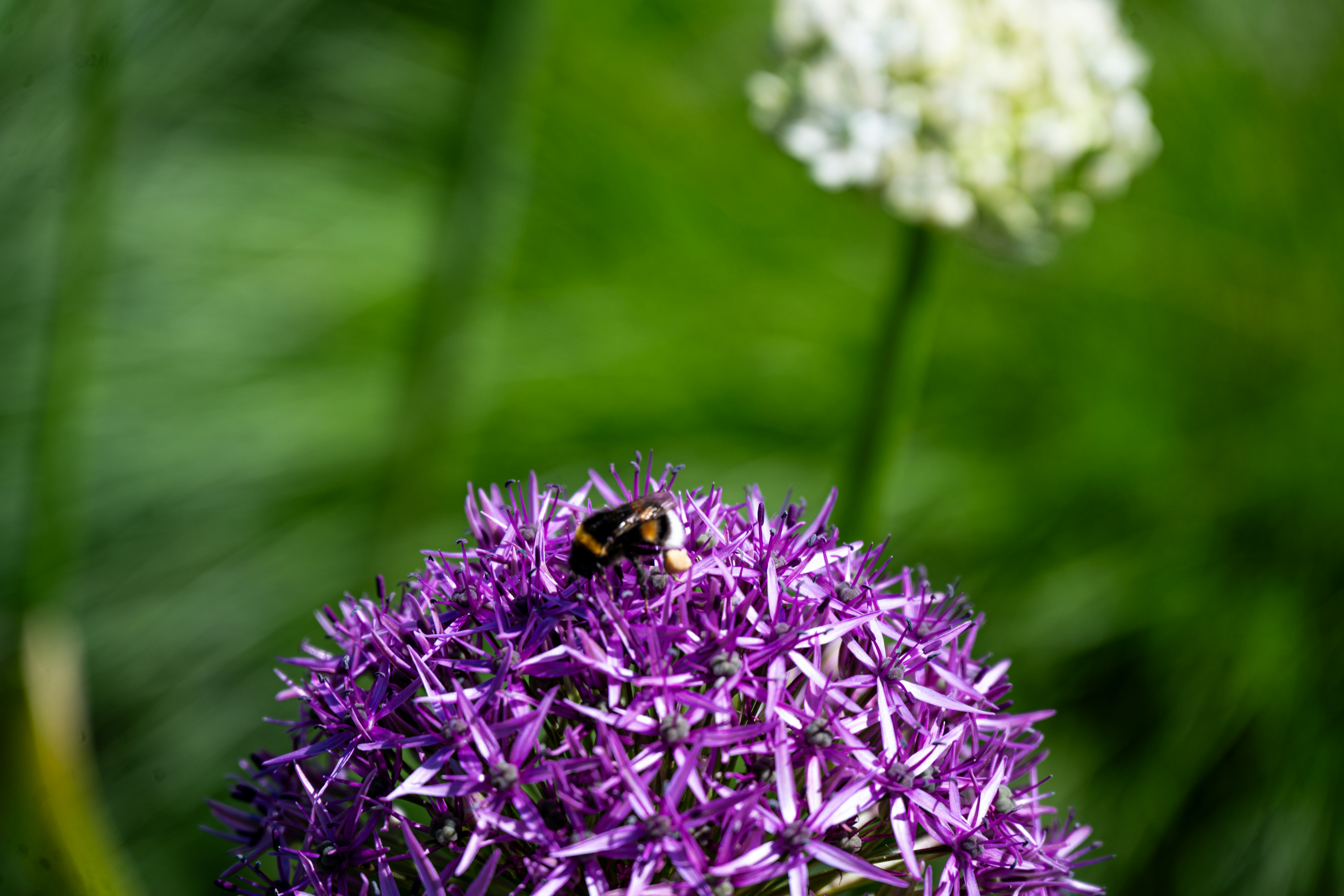 Buzz on the Purple Dome: A Blooming Allium in Focus
