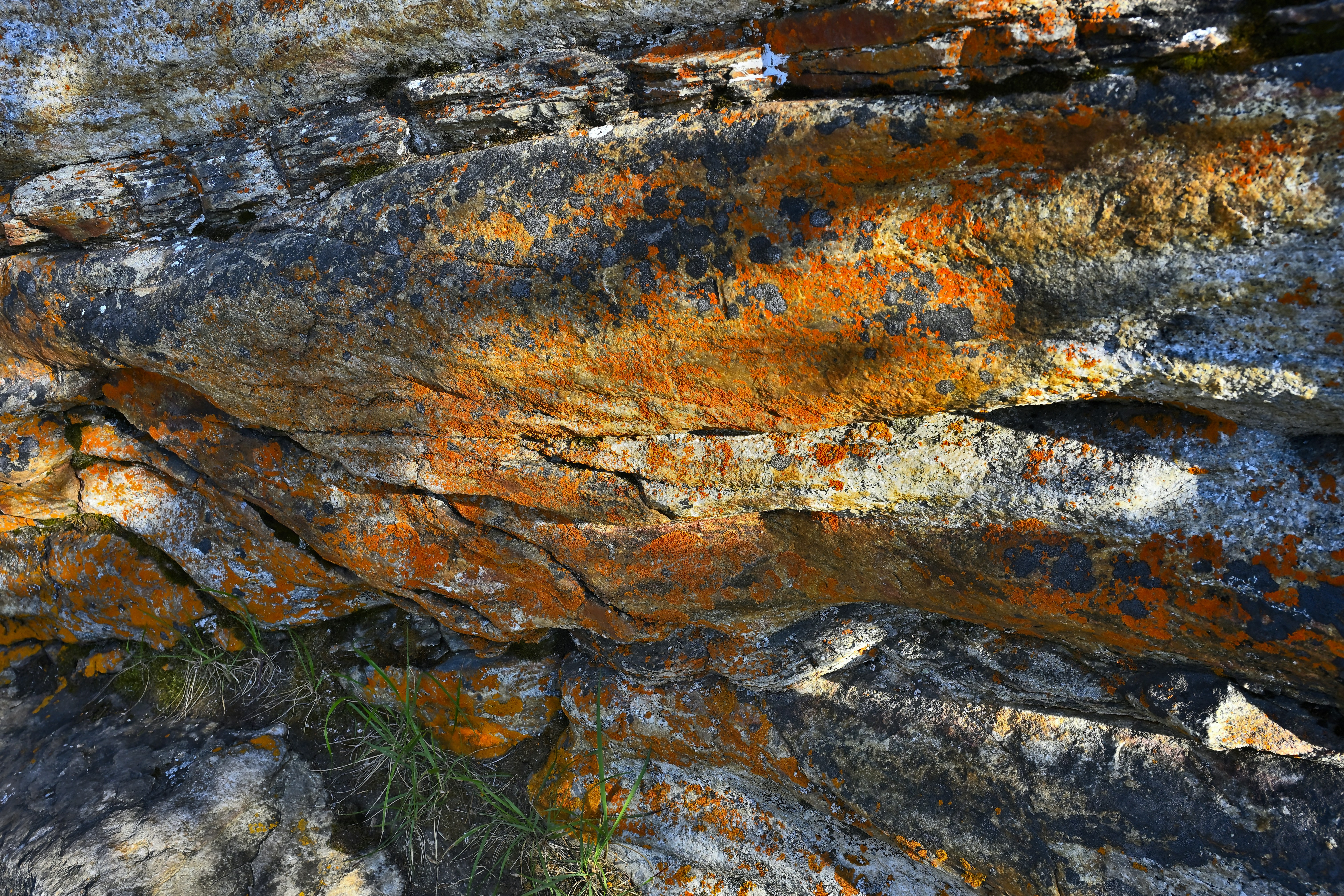 Orange lichen on rugged rock face: a textured study in color and geology