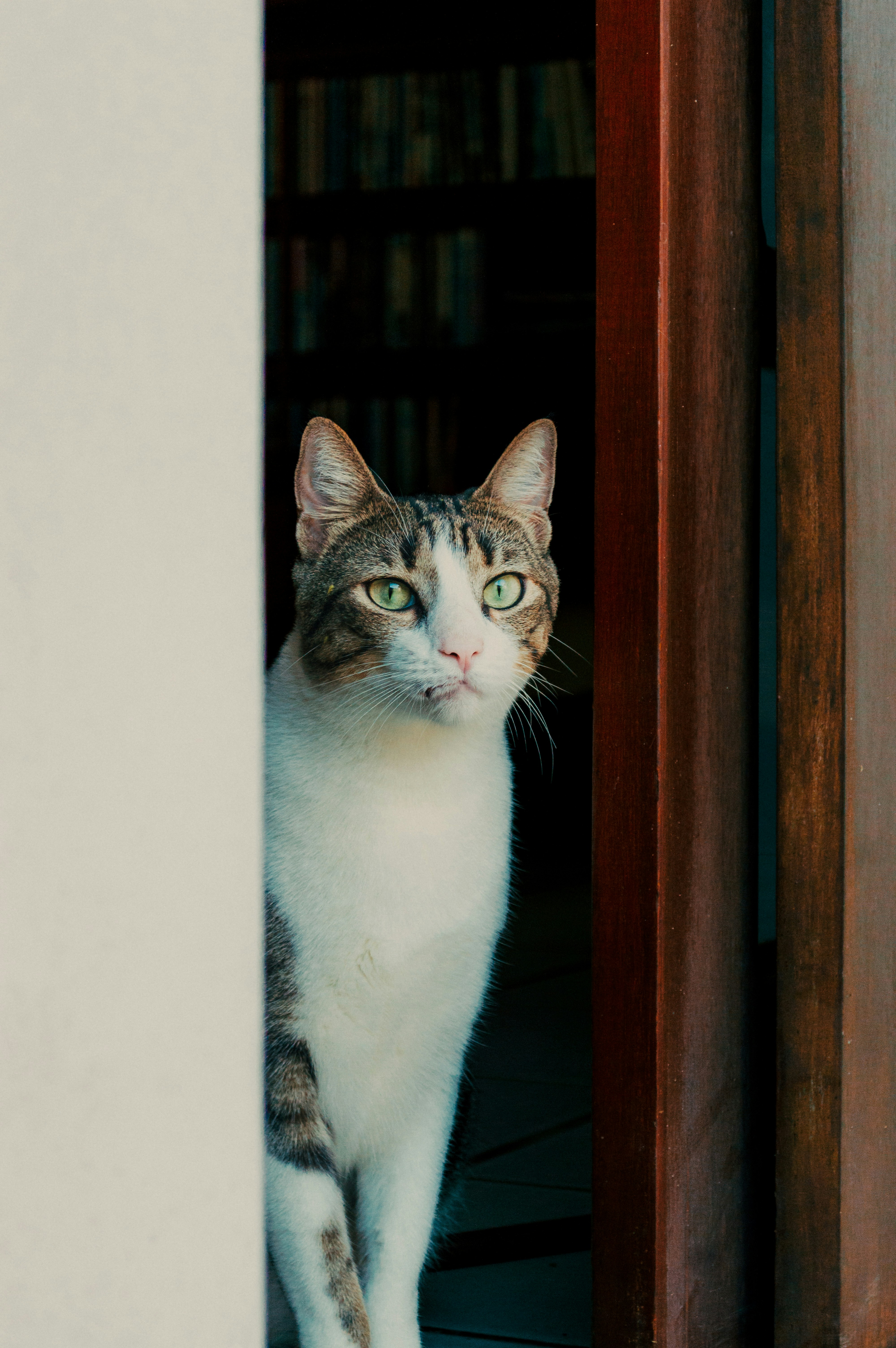 Cat peeking through a doorway: calm gaze at the threshold