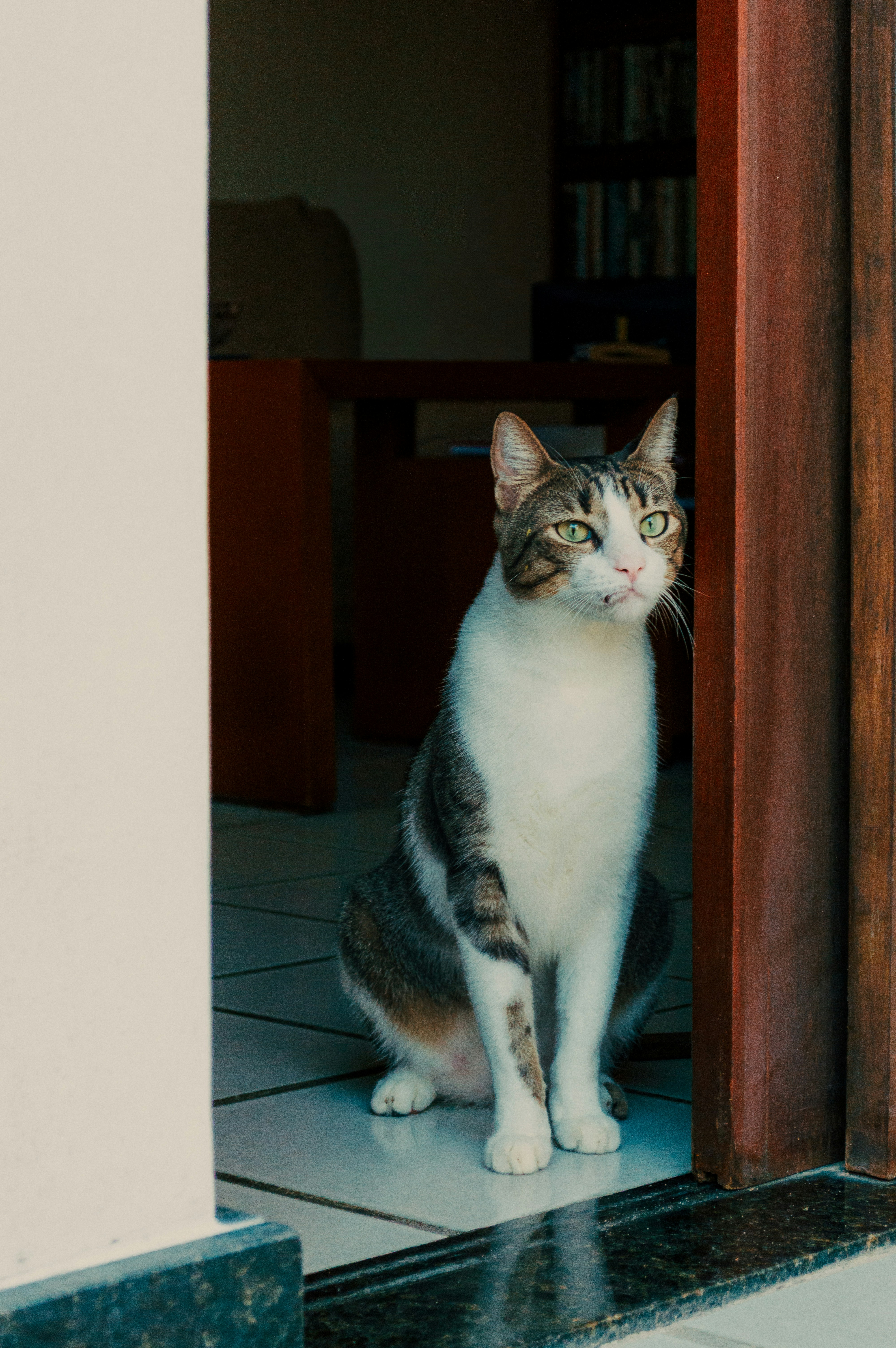 Cat at the Doorway: Quiet Watchfulness in a Domestic Hall