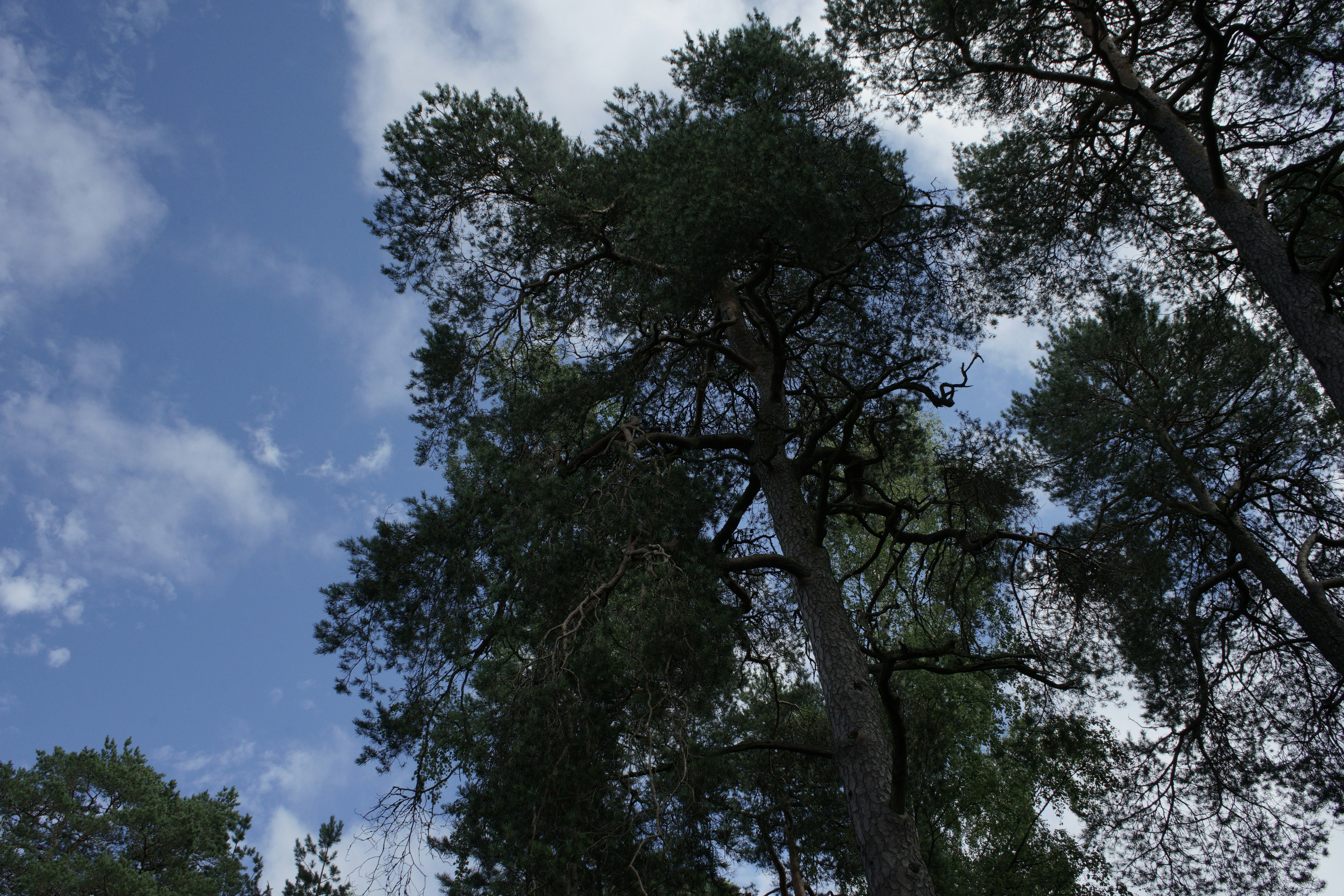 Skyward Giants: Pines Against a Brisk Blue