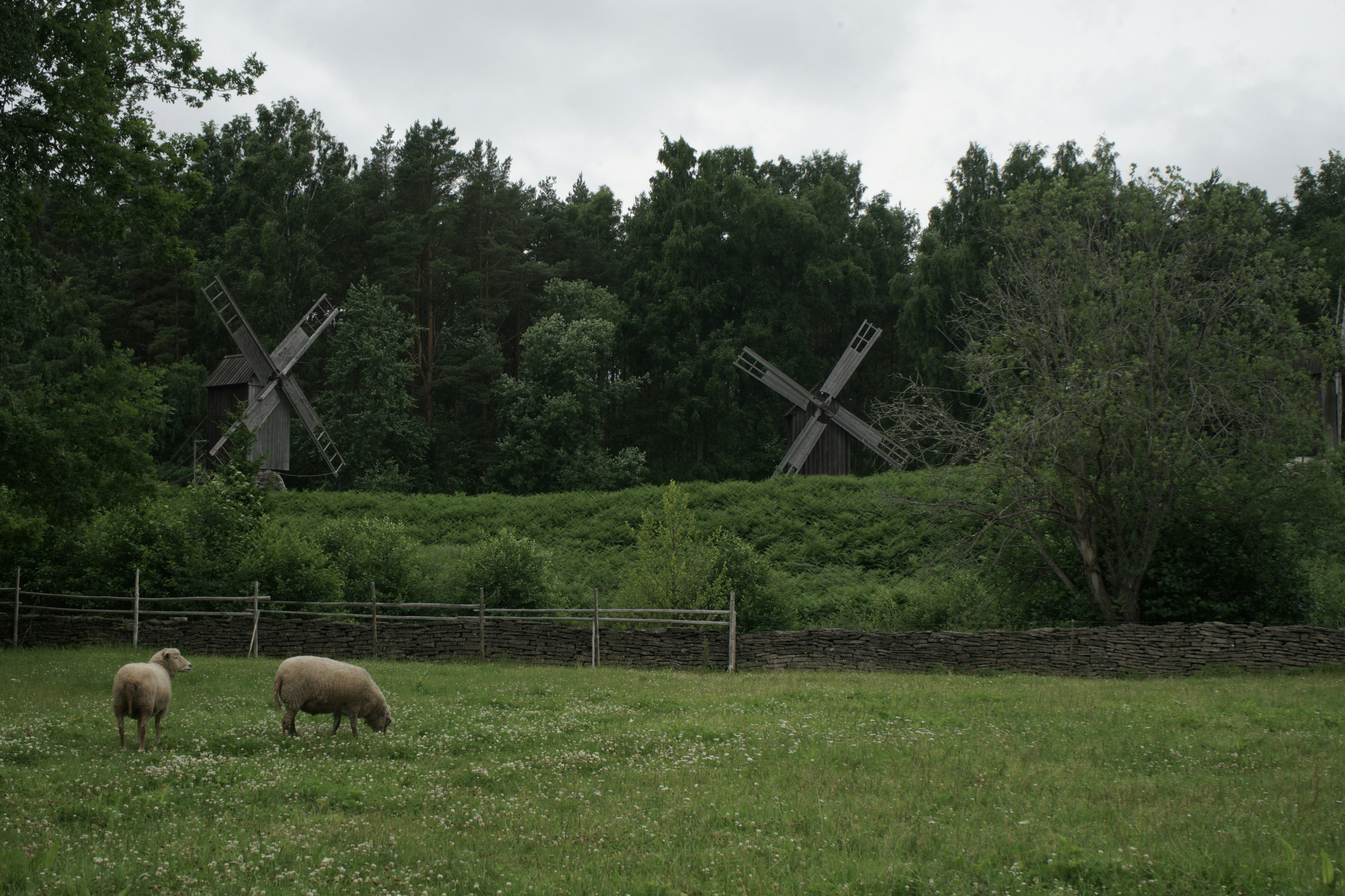 Pasture Quiet with Distant Windmills