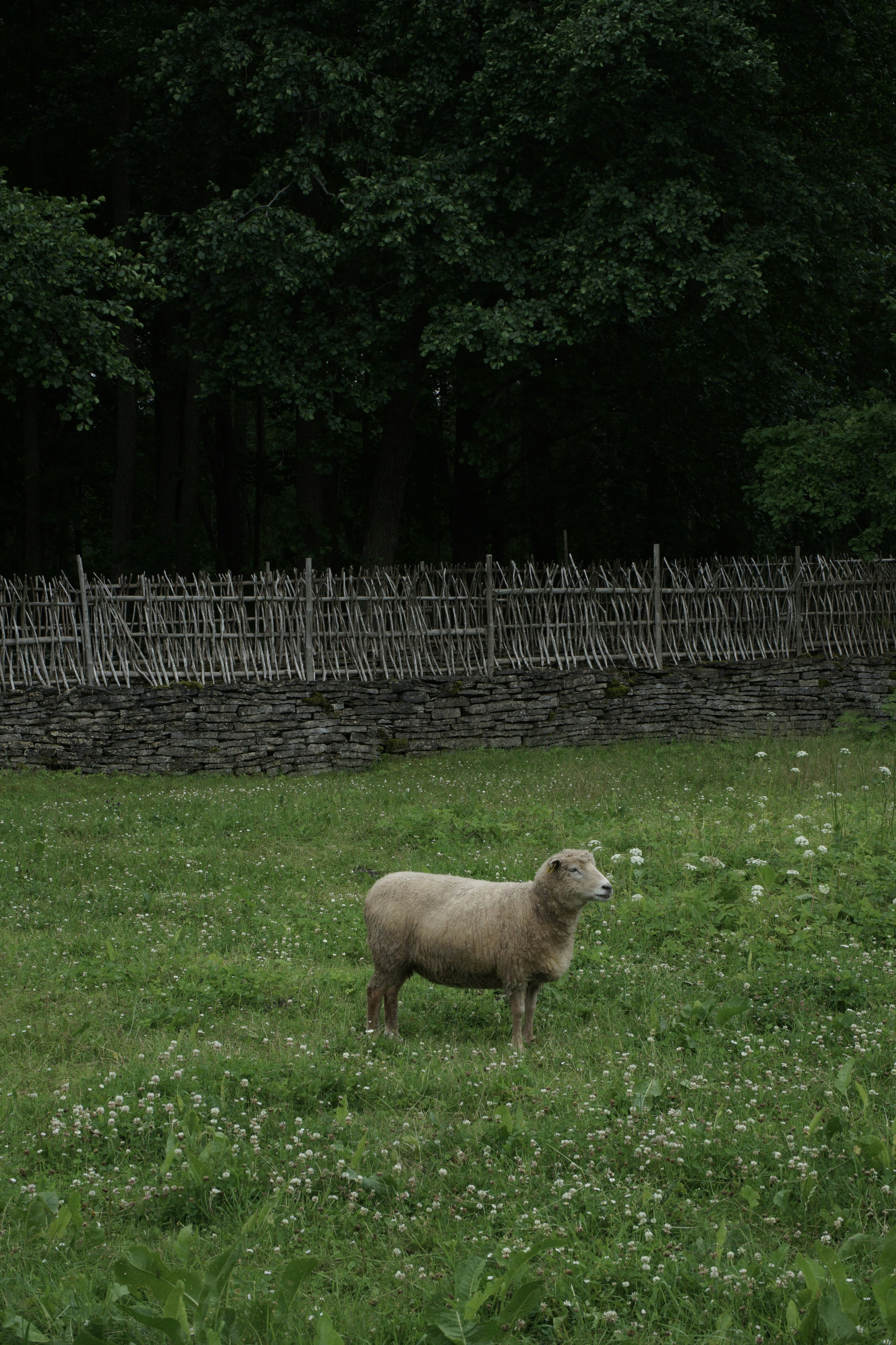 Pasture Sentinel: A lone sheep among daisies with a rustic wooden fence