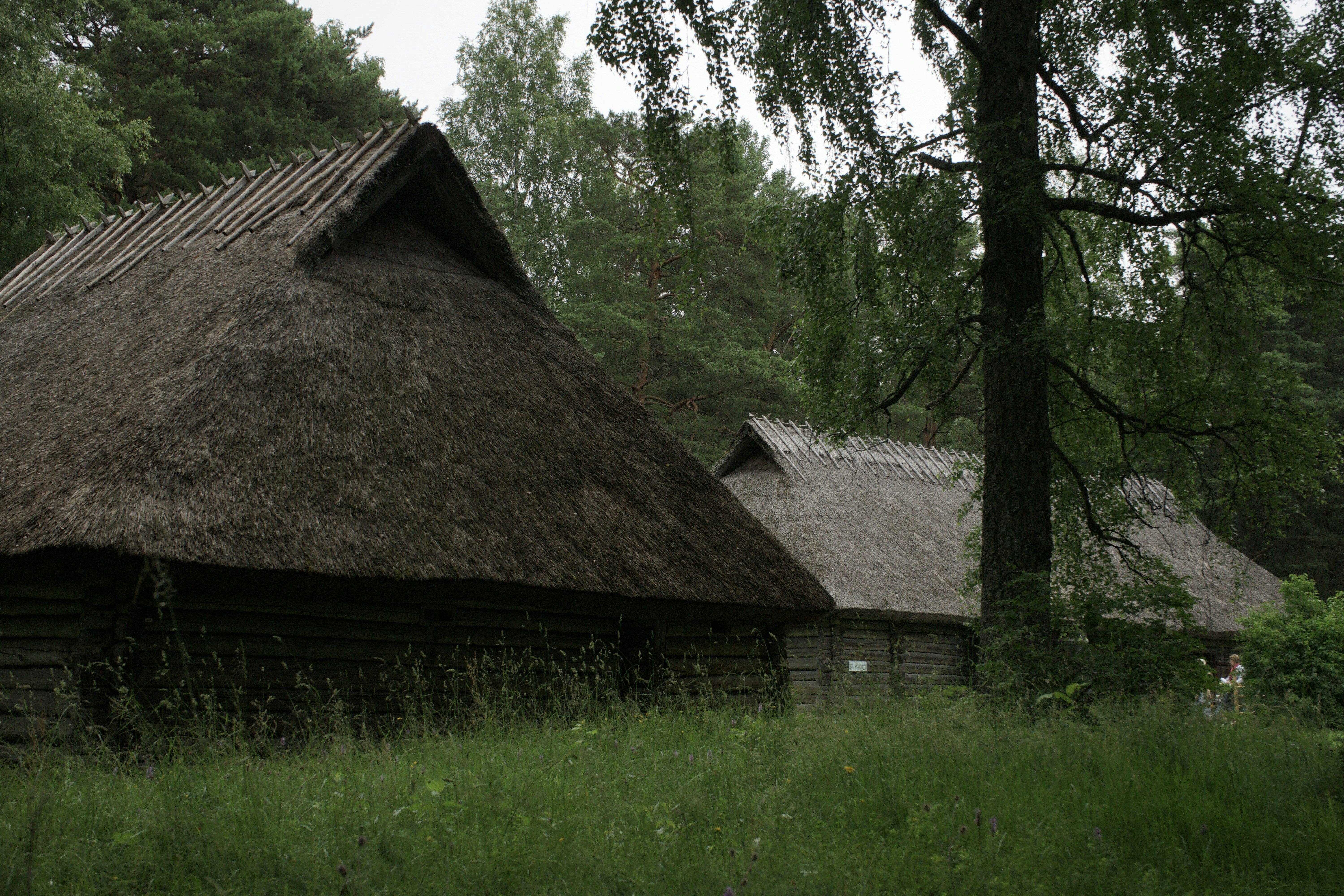 Thatched Village in Shadowed Green
