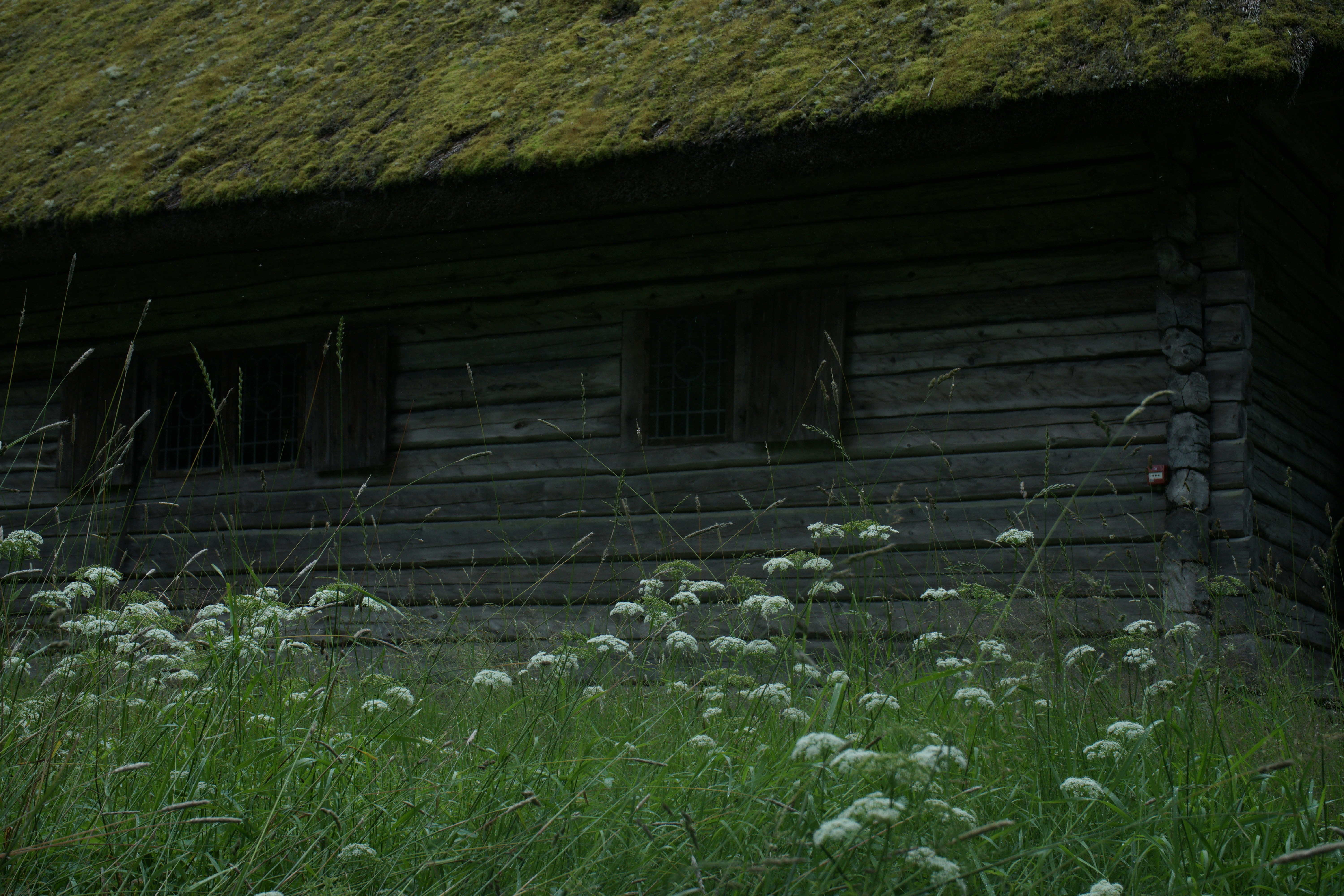 Grass and Quiet: A rustic cabin tucked behind wildflowers