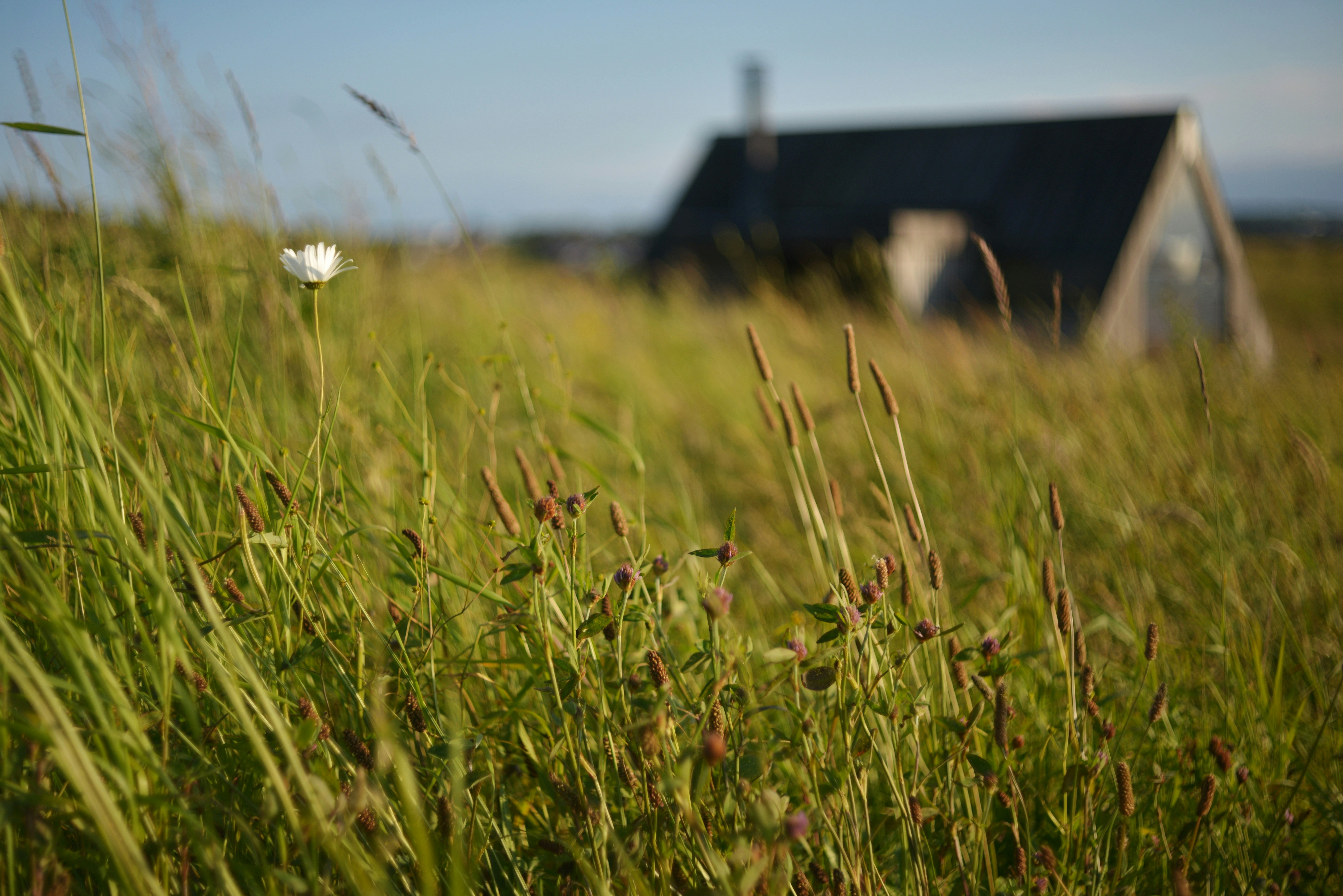 Single White Meadow Bloom Anchoring a Quiet Coastal Field