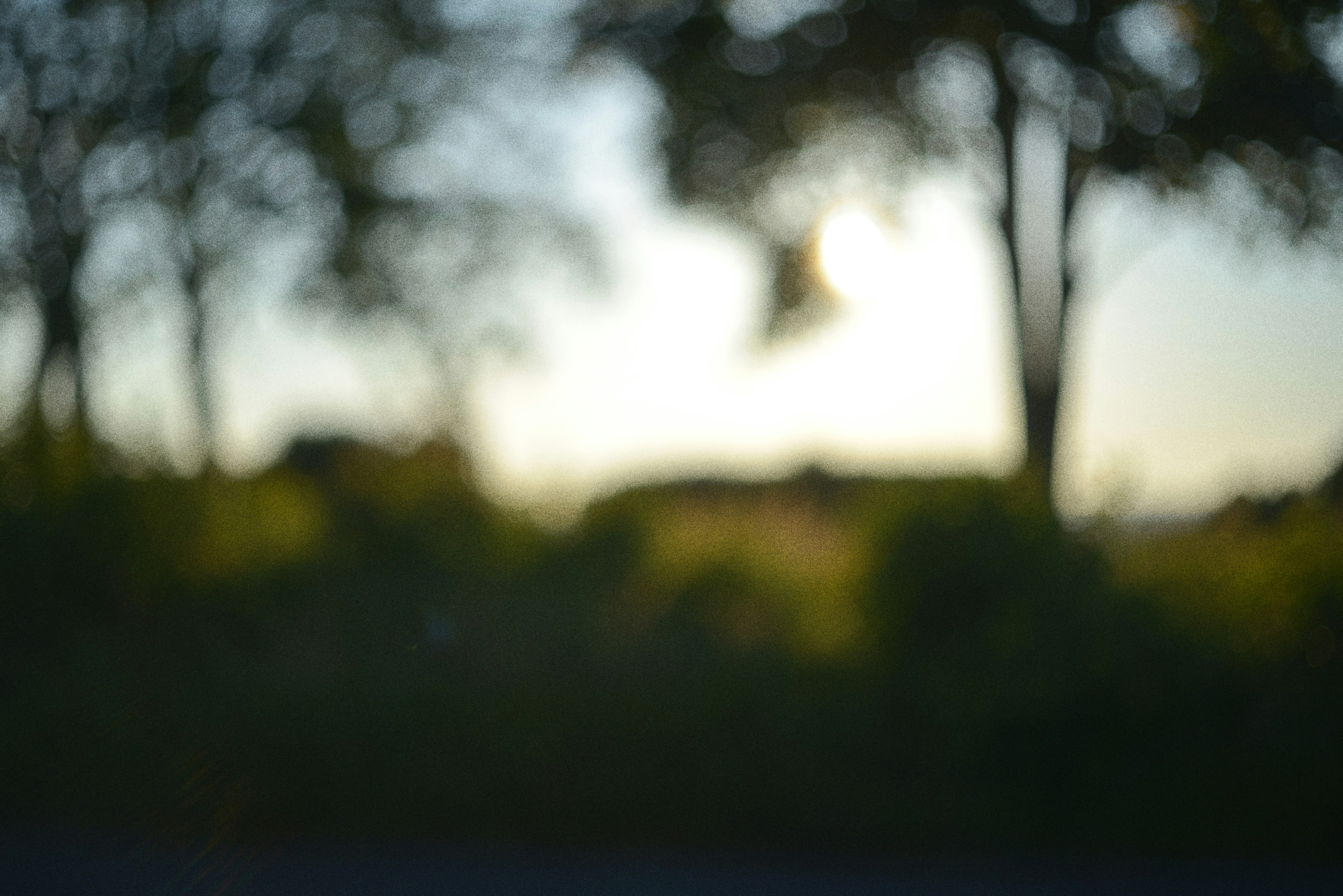 Blurred Horizon: Soft Backlight Beneath Shadowed Trees