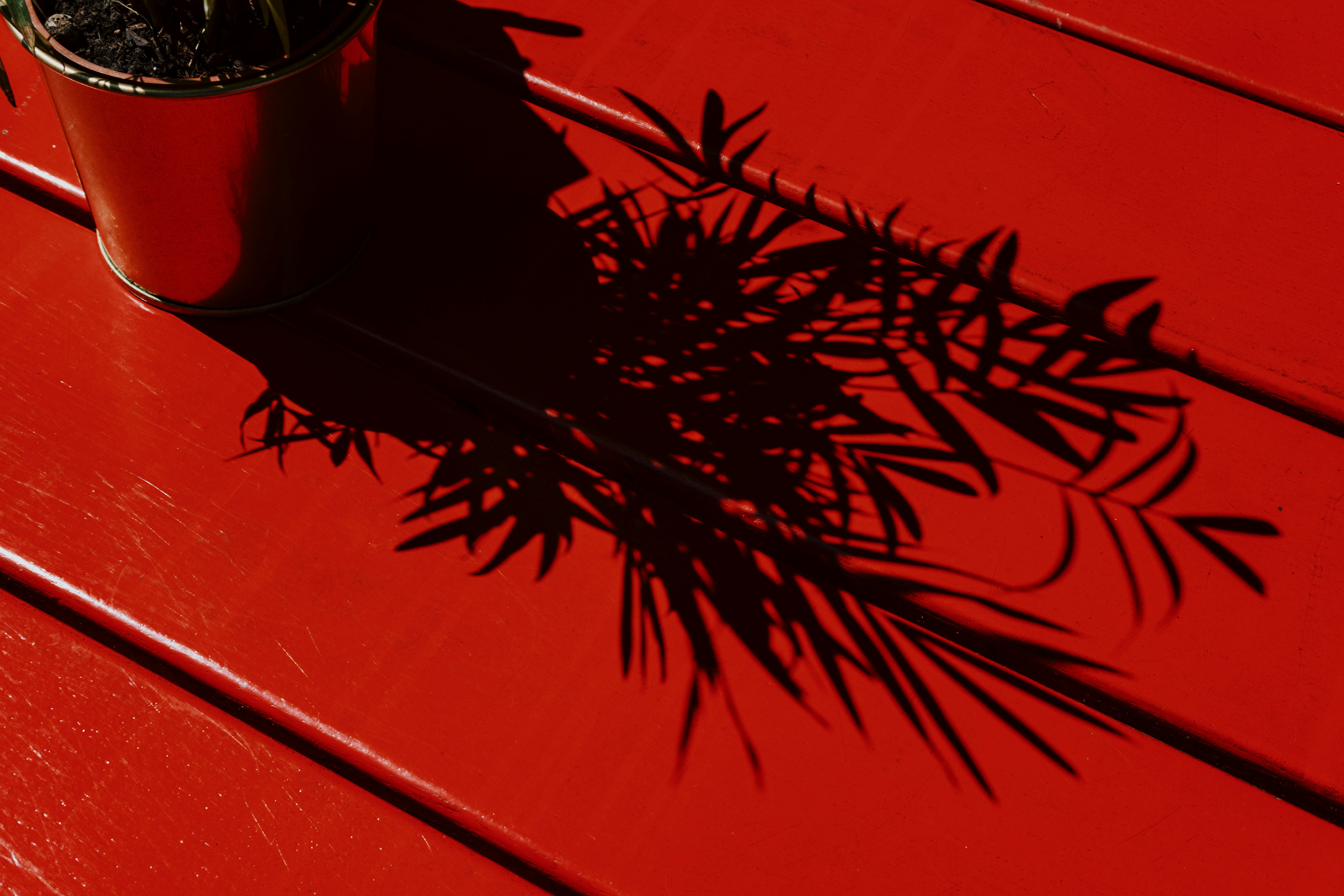Shadowed Sprig on a Scarlet Board