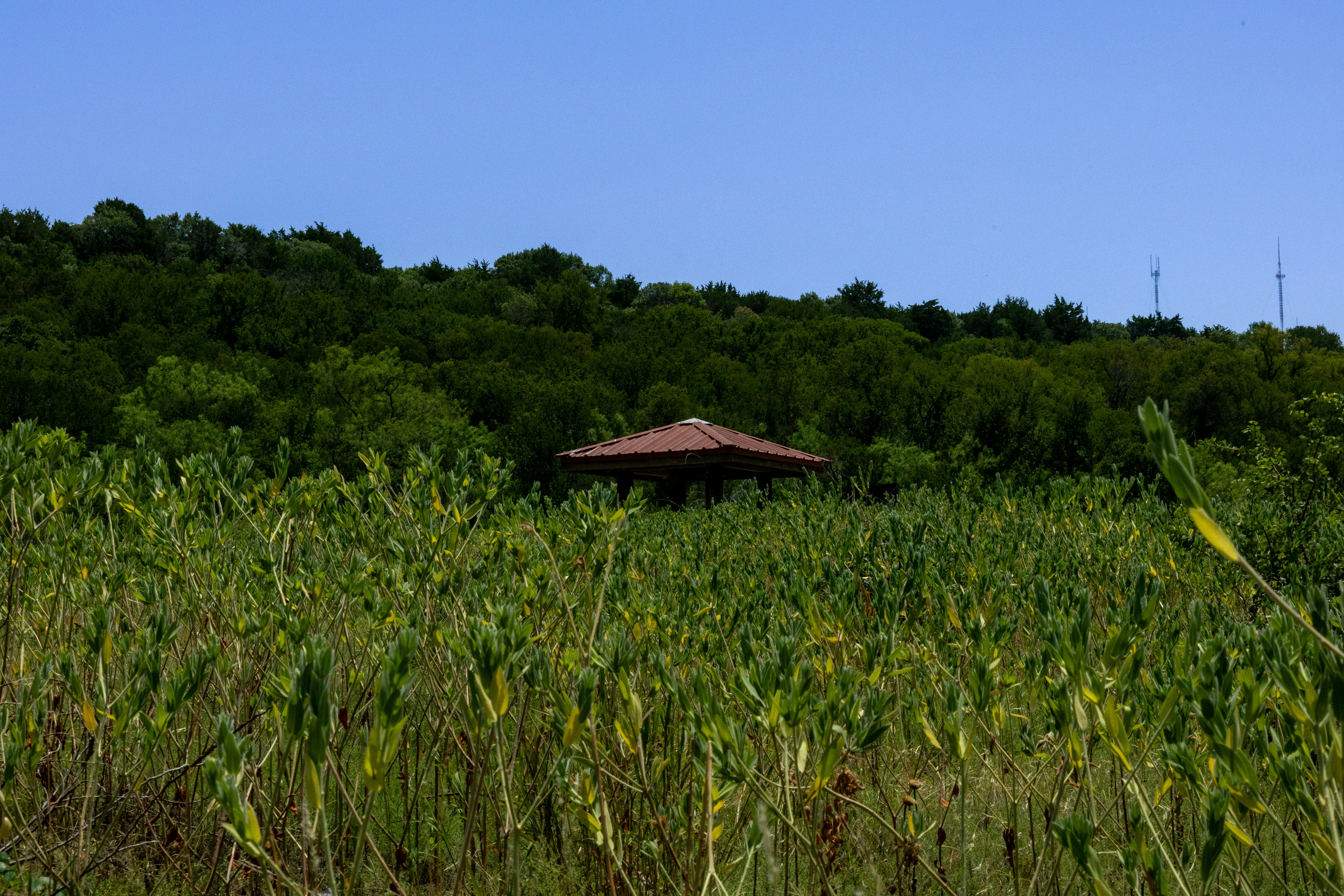 Midfield Shelter in a Sea of Green