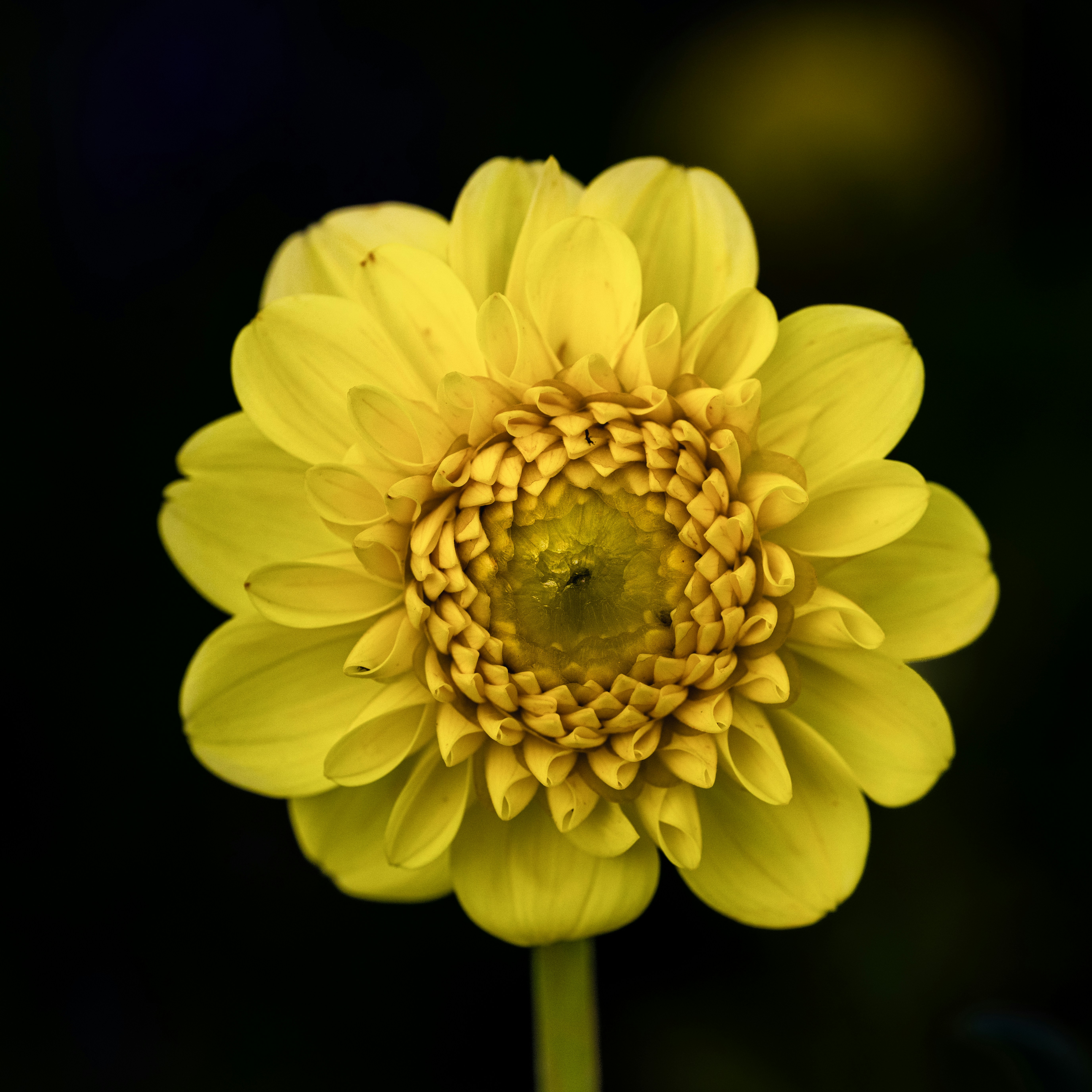 Golden Bloom: A Centered Daisy Portrait in Soft Focus
