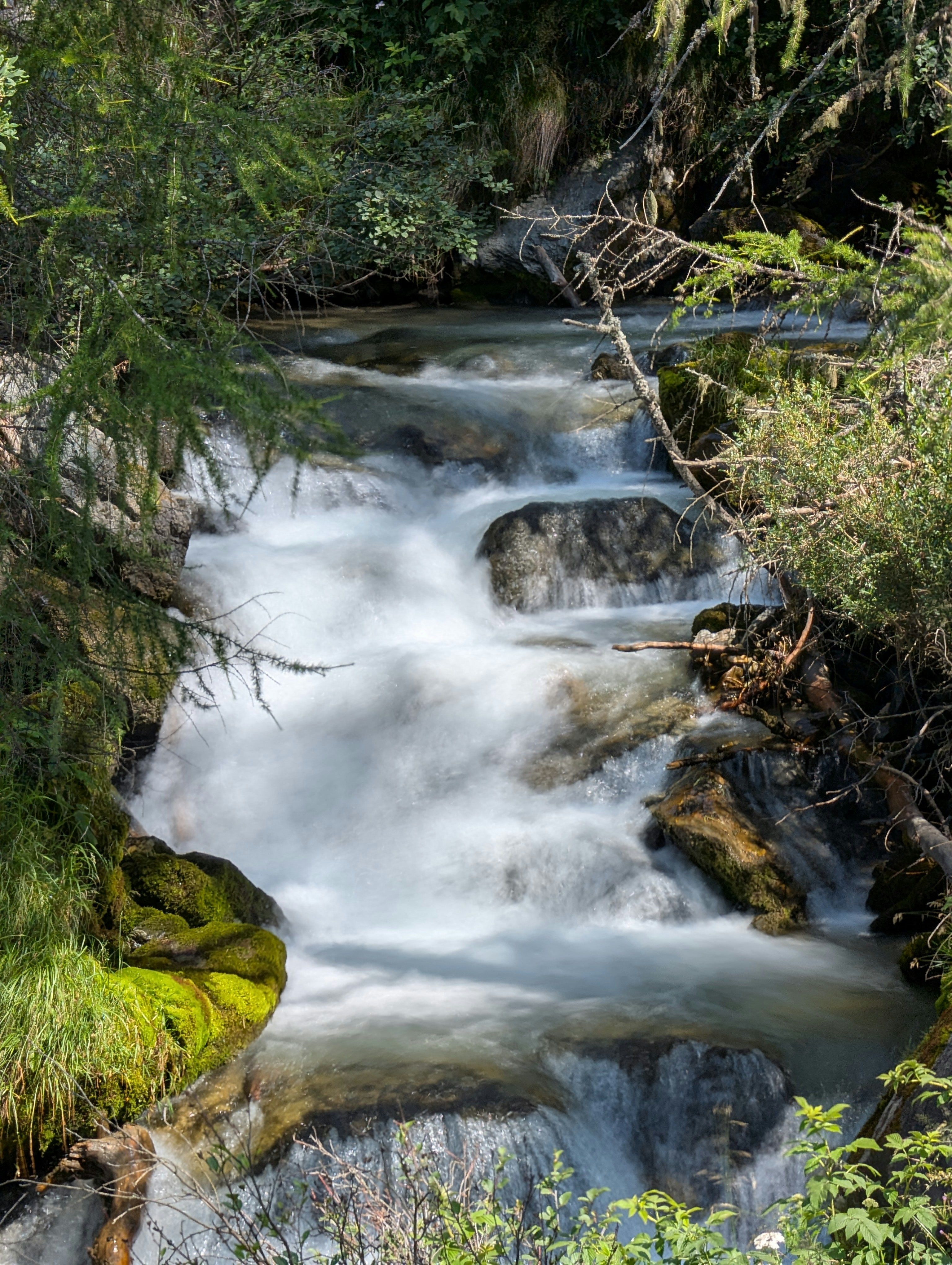 Cascading stream flows over mossy rocks amidst lush green foliage.