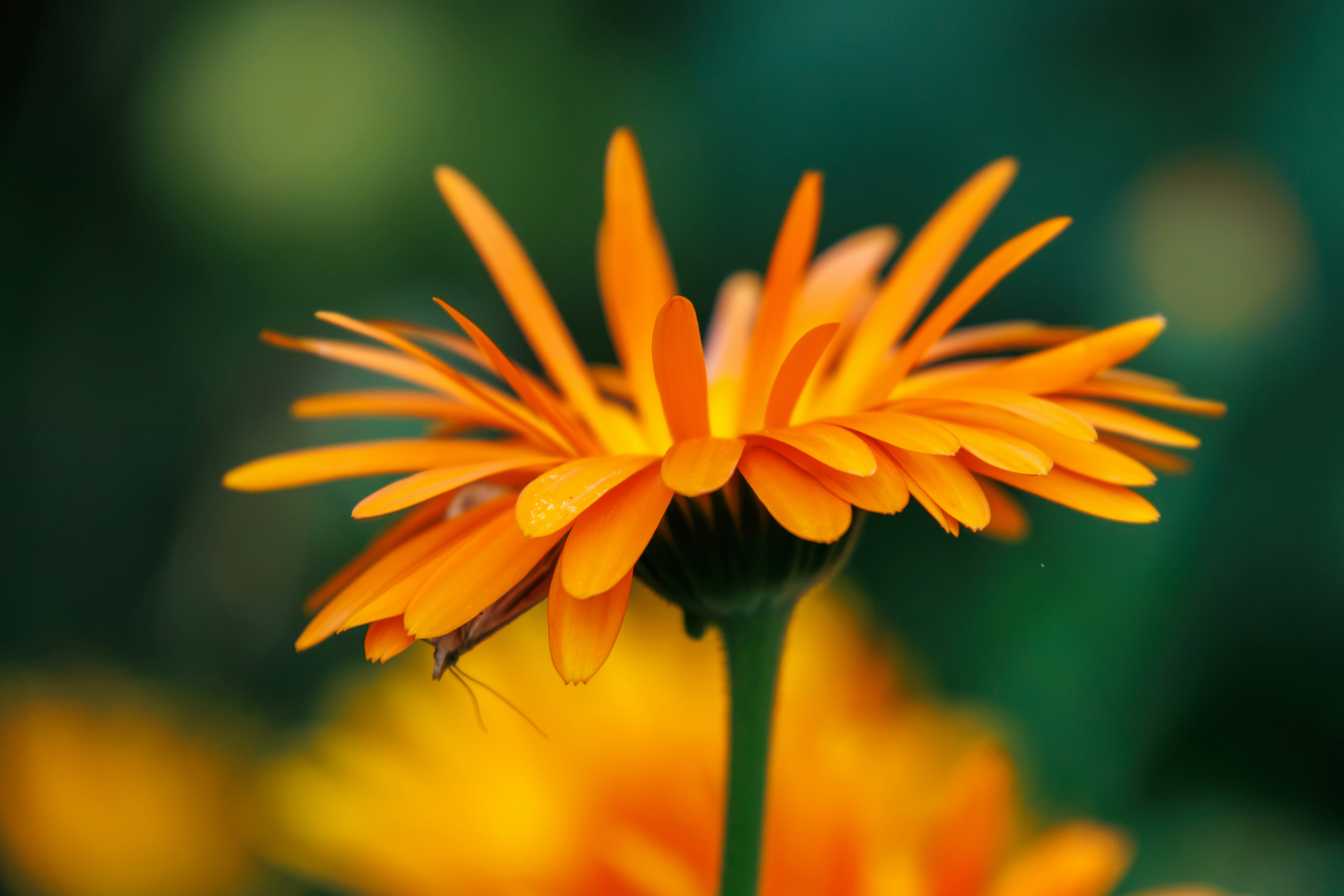 Vivid orange petals radiate from a central stem against a soft green backdrop; close-up macro view reveals delicate texture and dew-like droplets on petals. Identifies a single flower, likely a daisy-like variety, with shallow depth of field.