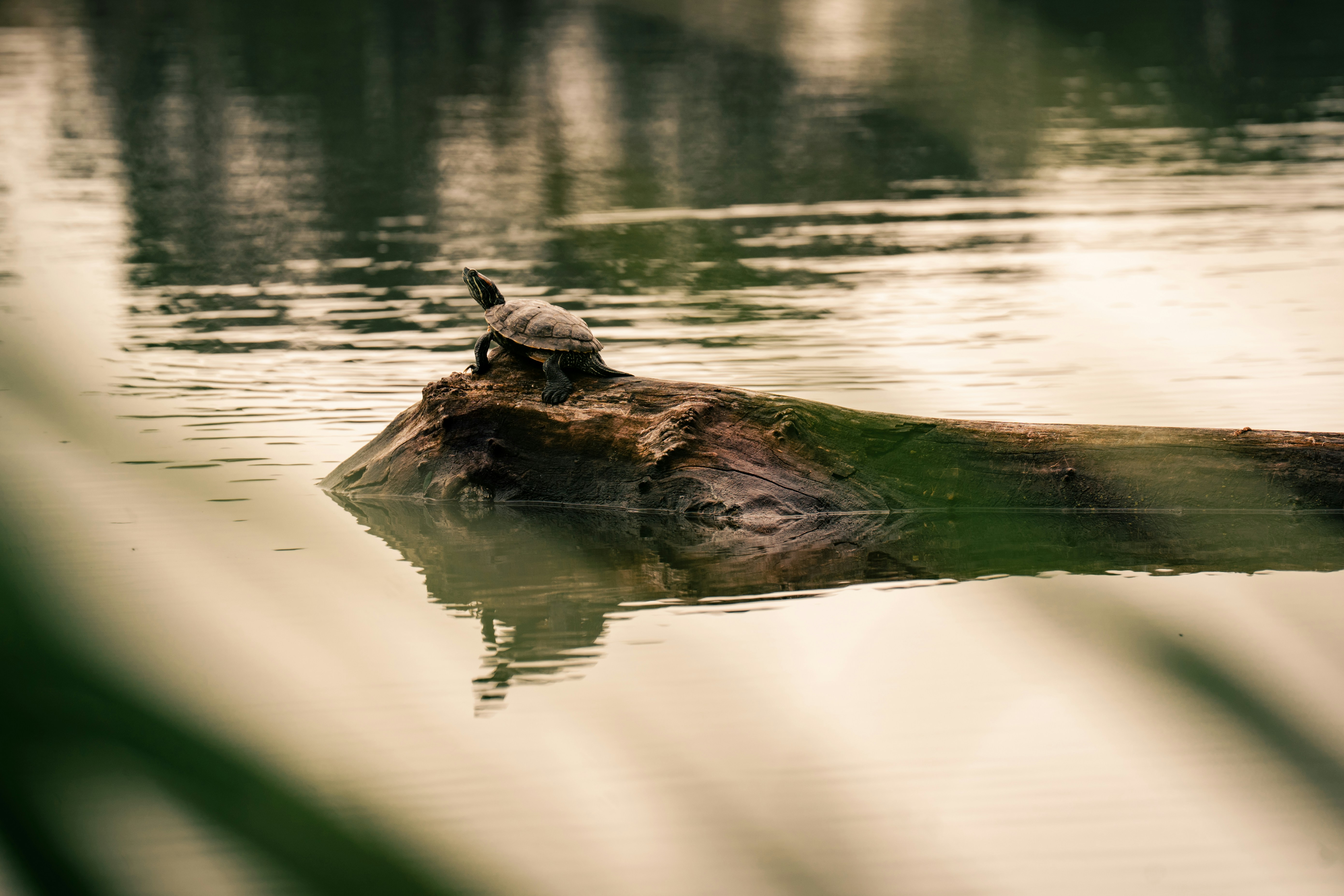 Lone Turtle on a Mossy Log Across Quiet Water