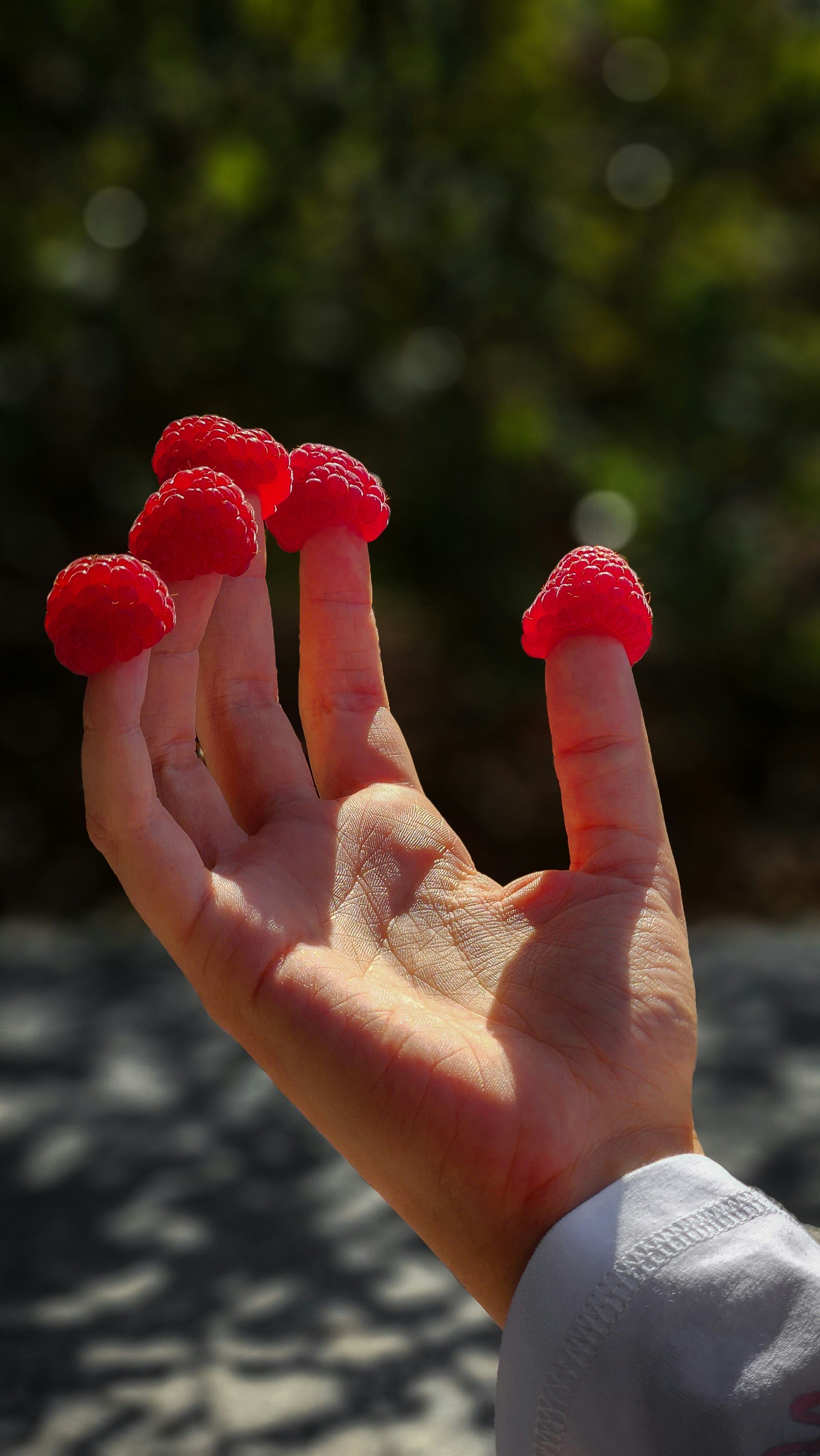 Red Raspberry Fingers on a Sunny Day