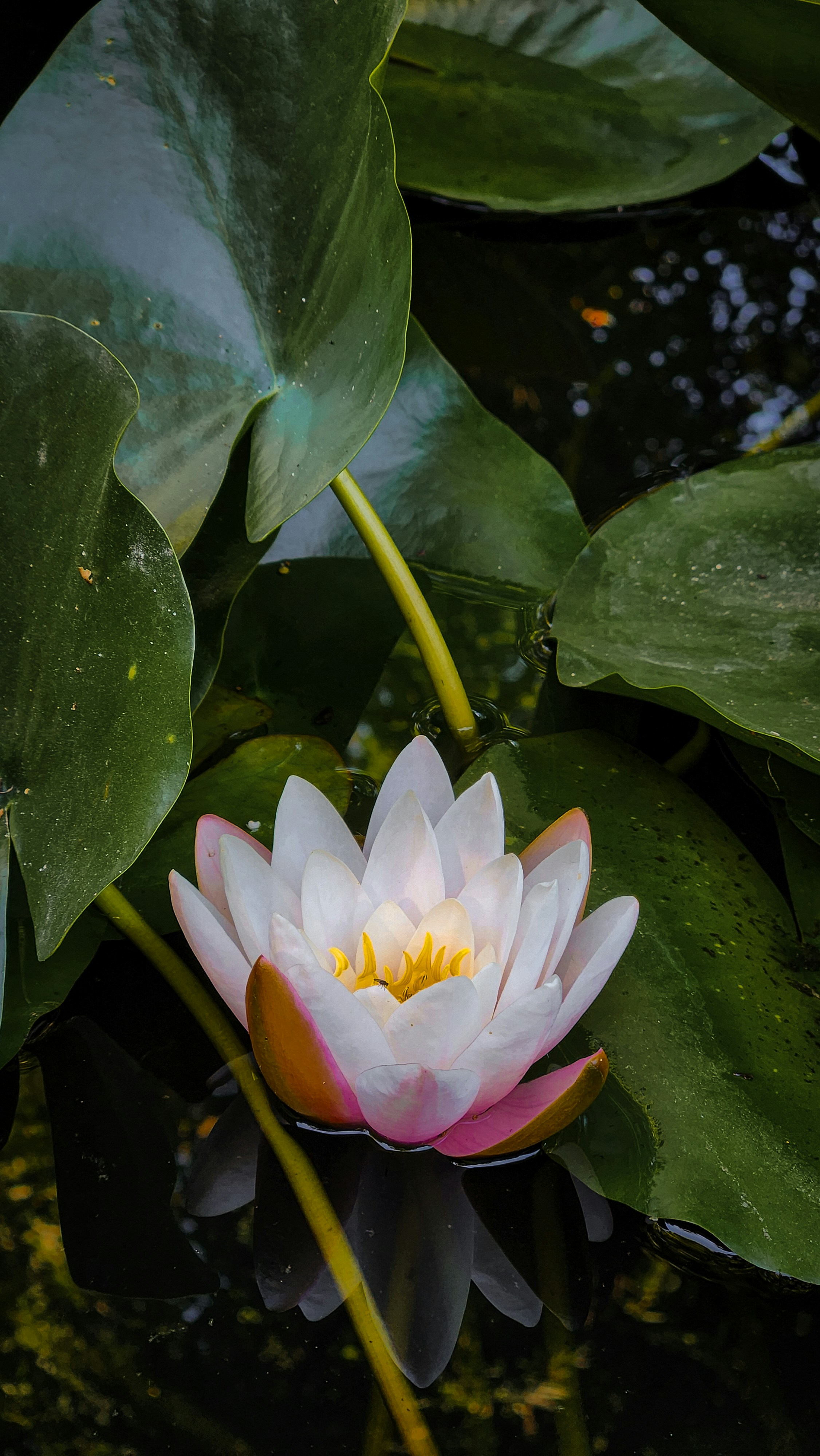 Pink-tipped Water Lily Nestled Among Green Lily Pads