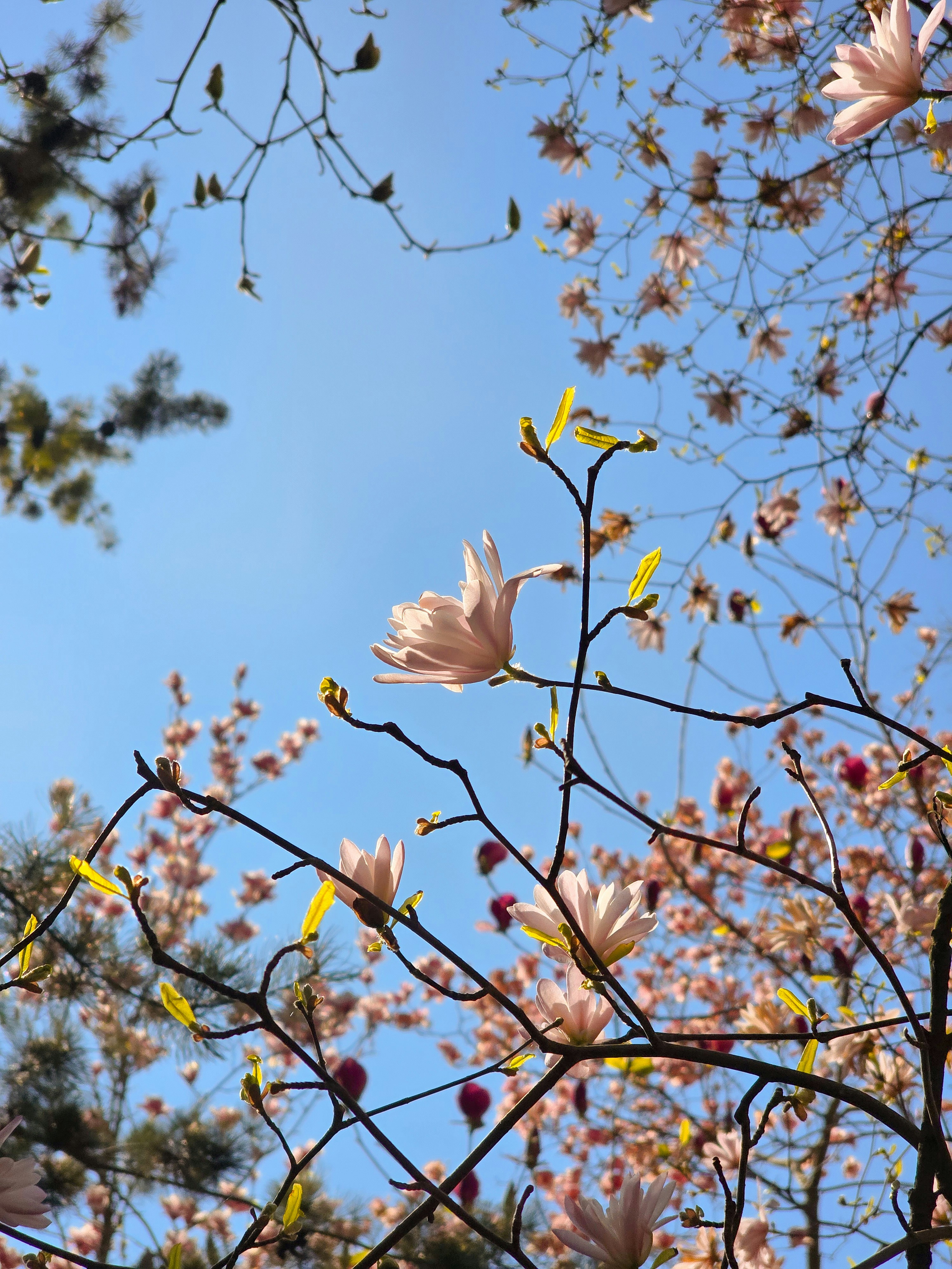 Skyward Bloom: Branches Reach Toward a Clear Afternoon