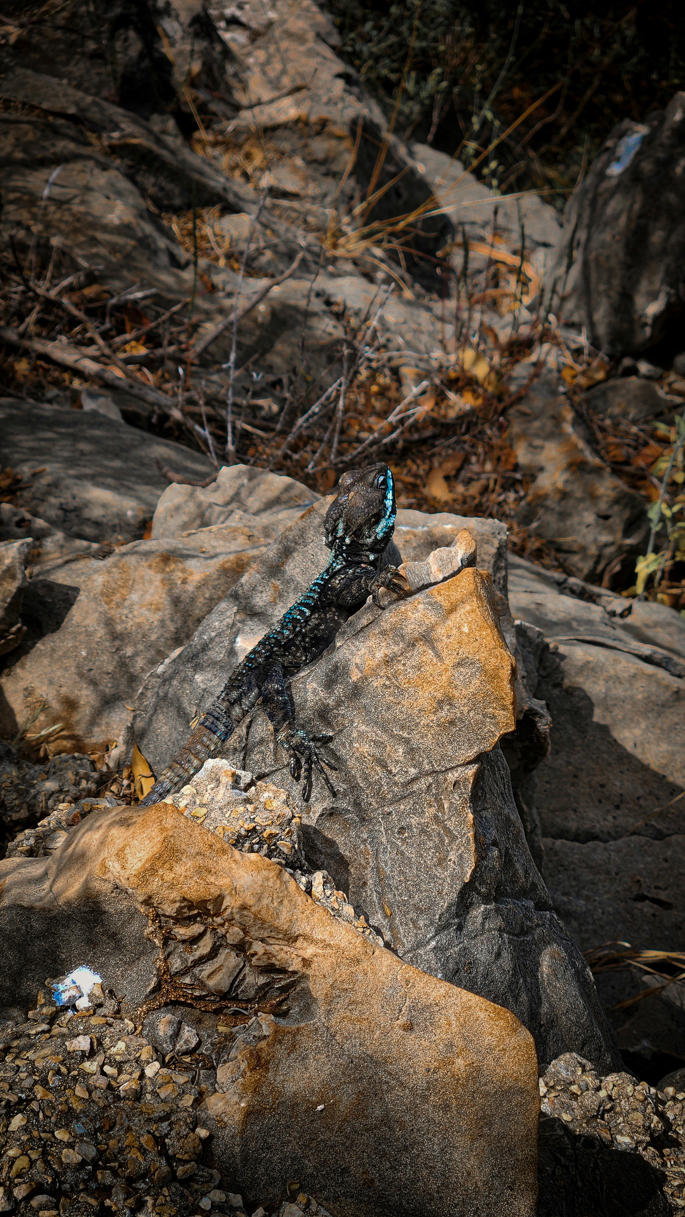 Rocky Pedestal: A Blue-Lined Lizard Clings to Granite
