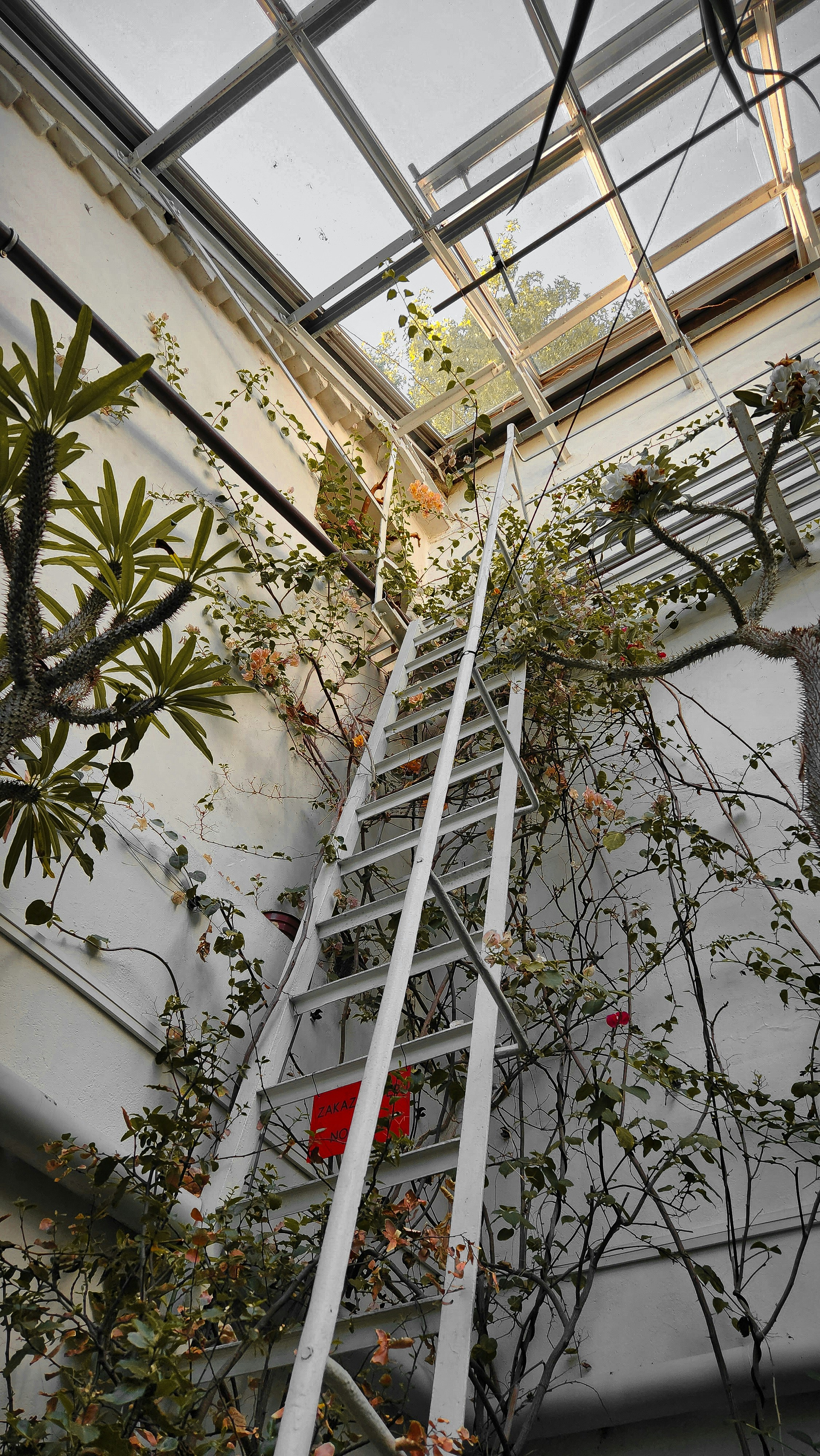 Skyward Staircase Among Glass and Vines