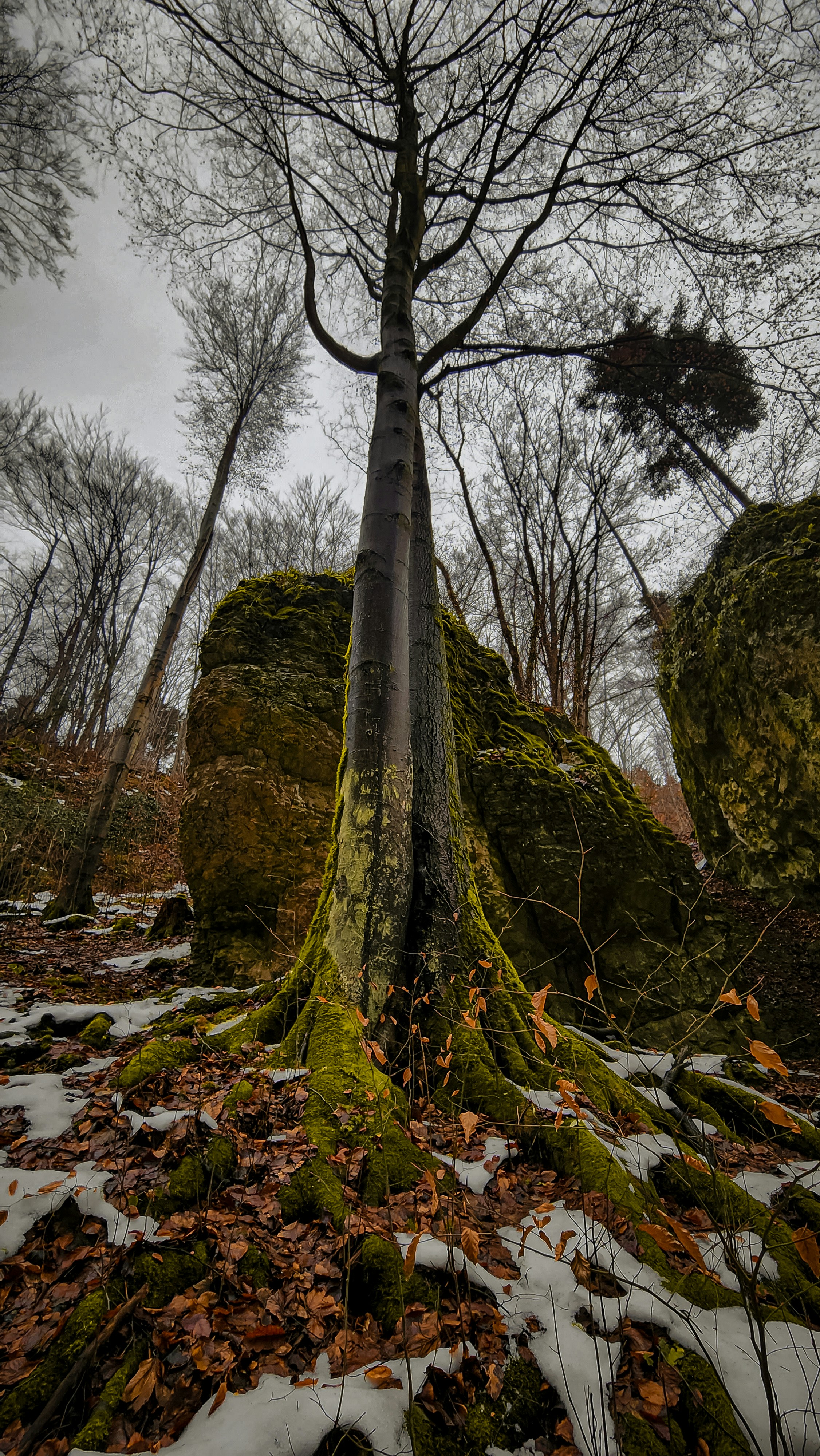 Tree-scarred Sentinel Rising from Mossy Rocks