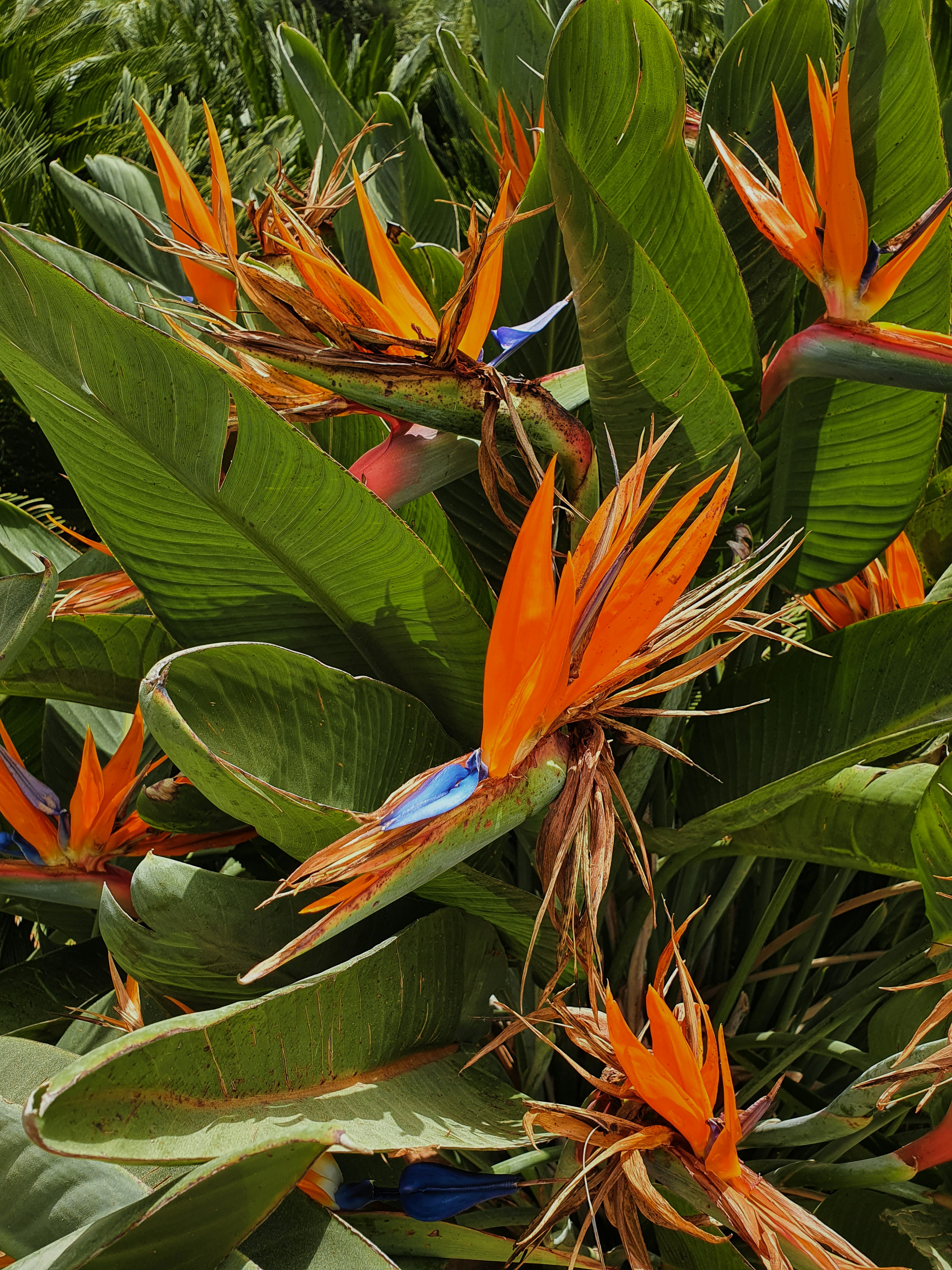 Orange Birds of Paradise: Vivid Blooms Amid Deep Green Foliage