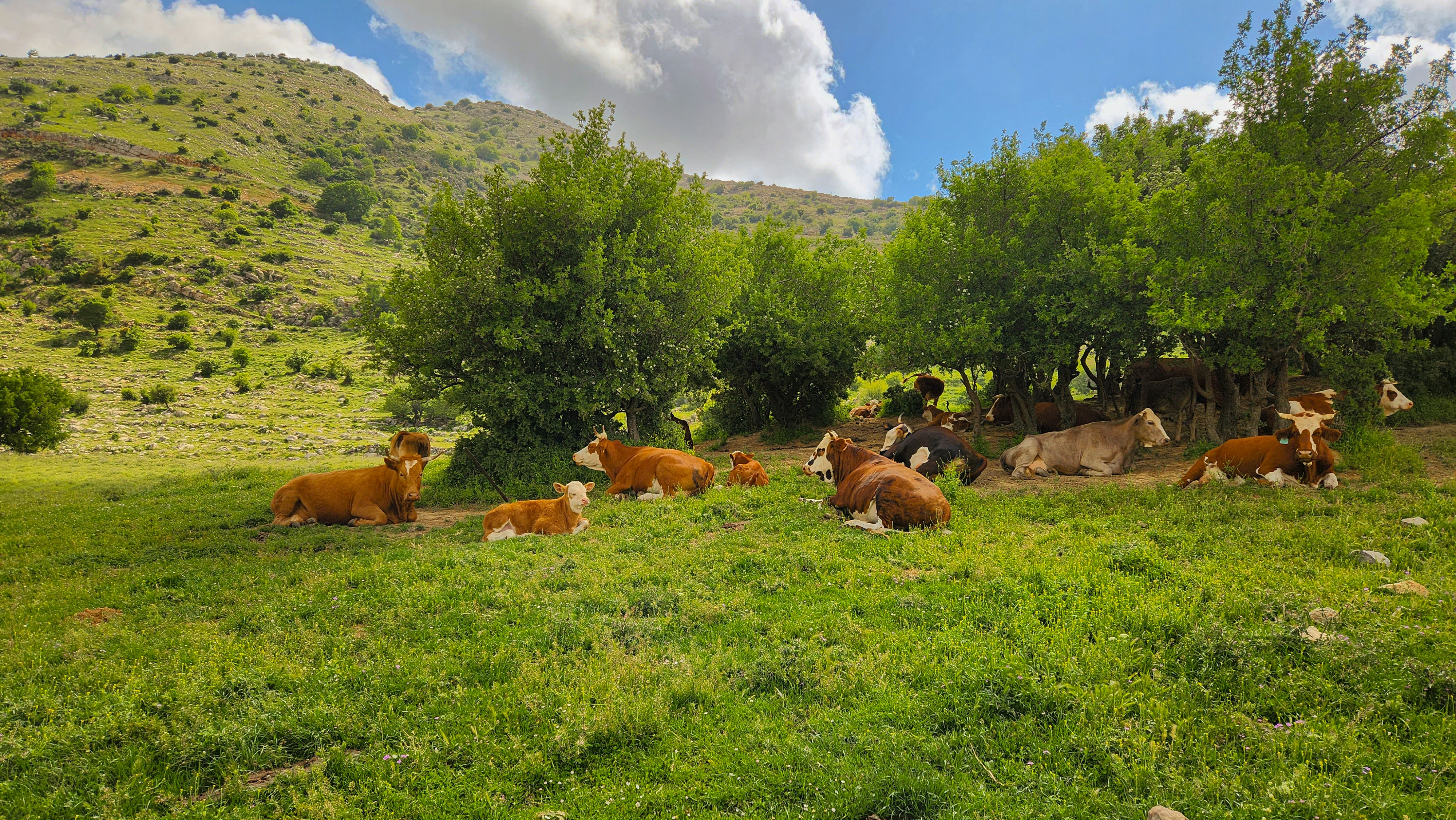 Pasture of Quiet Herd: Cows Rest Under Green Canopy