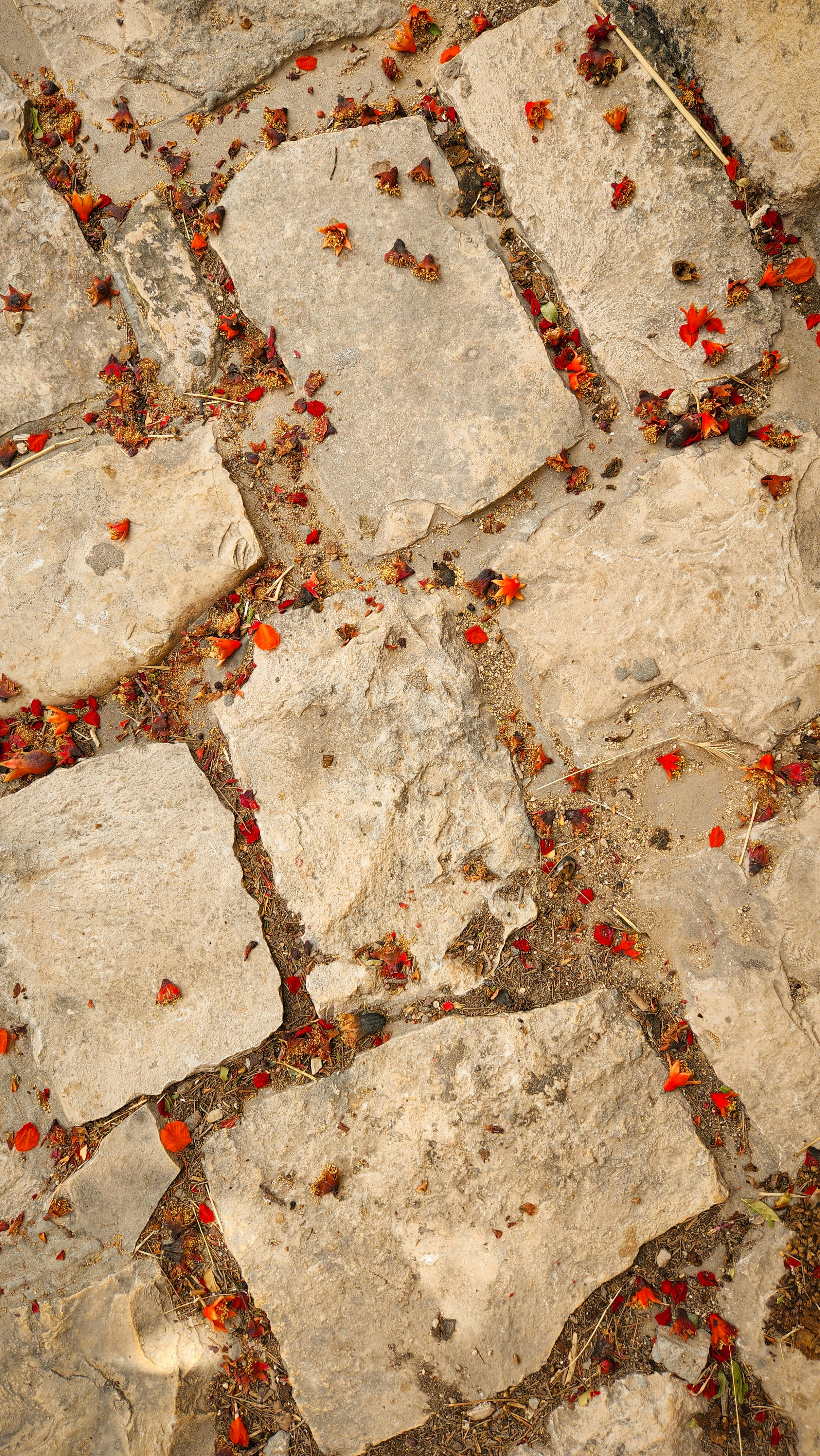Autumn Red on Stone Grid