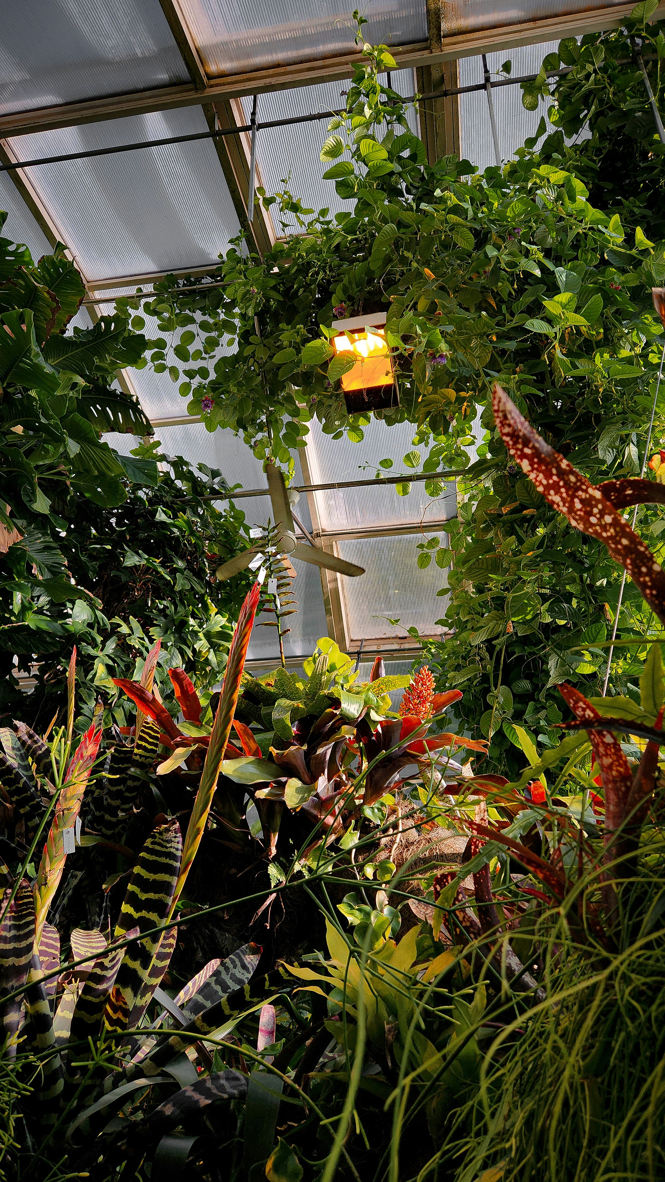 Greenhouse Canopy: A Lush Tangle of Leaves and Light