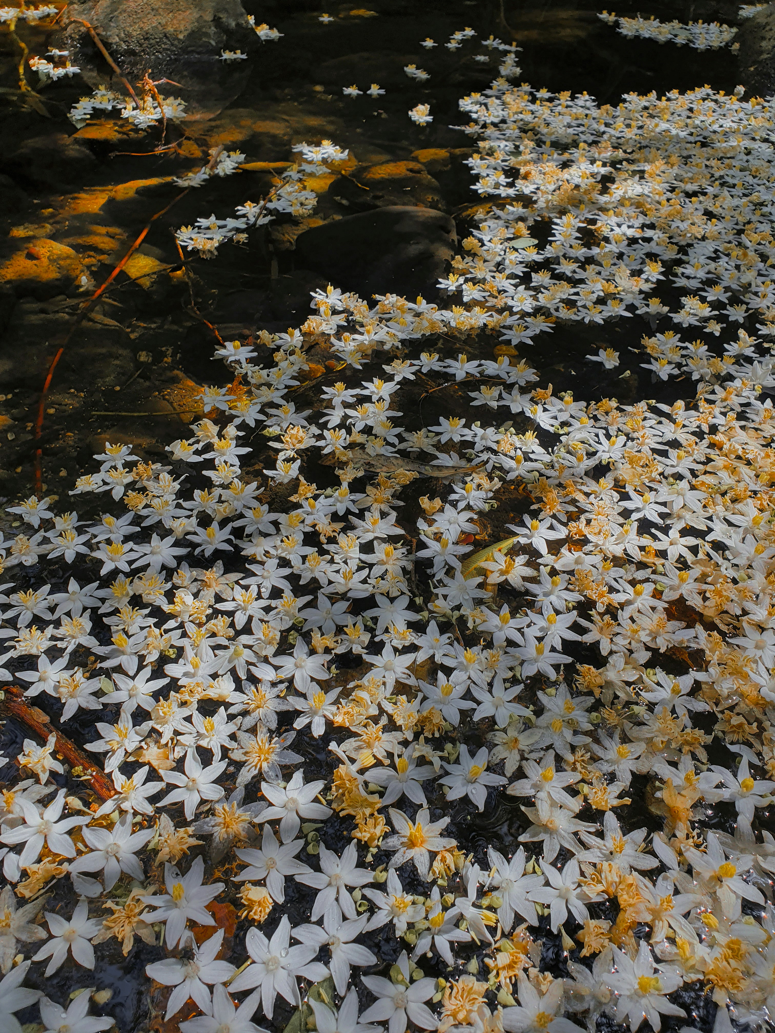 Whispers of White on Dark Water