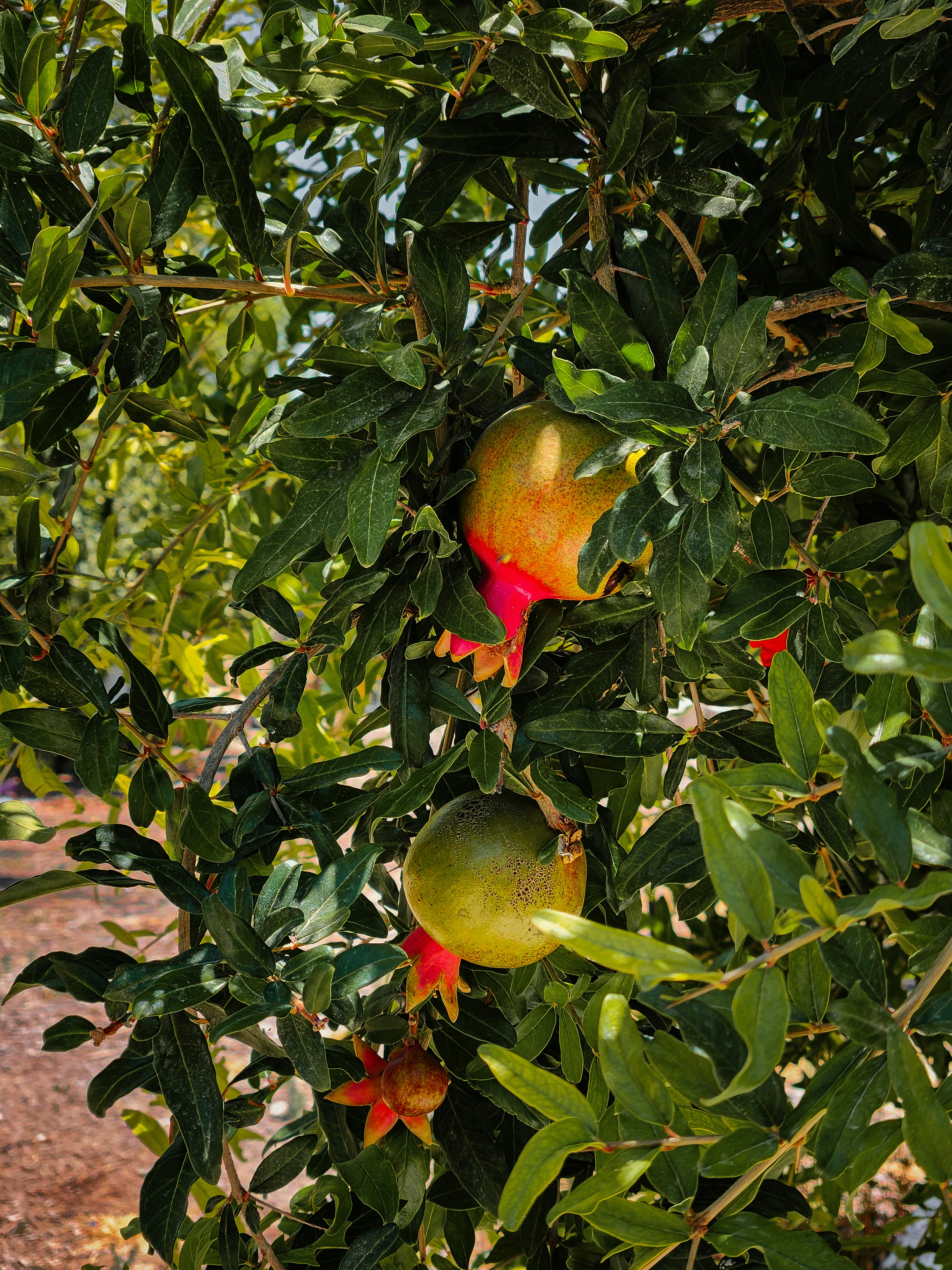 Pomegranates in Sunlit Foliage