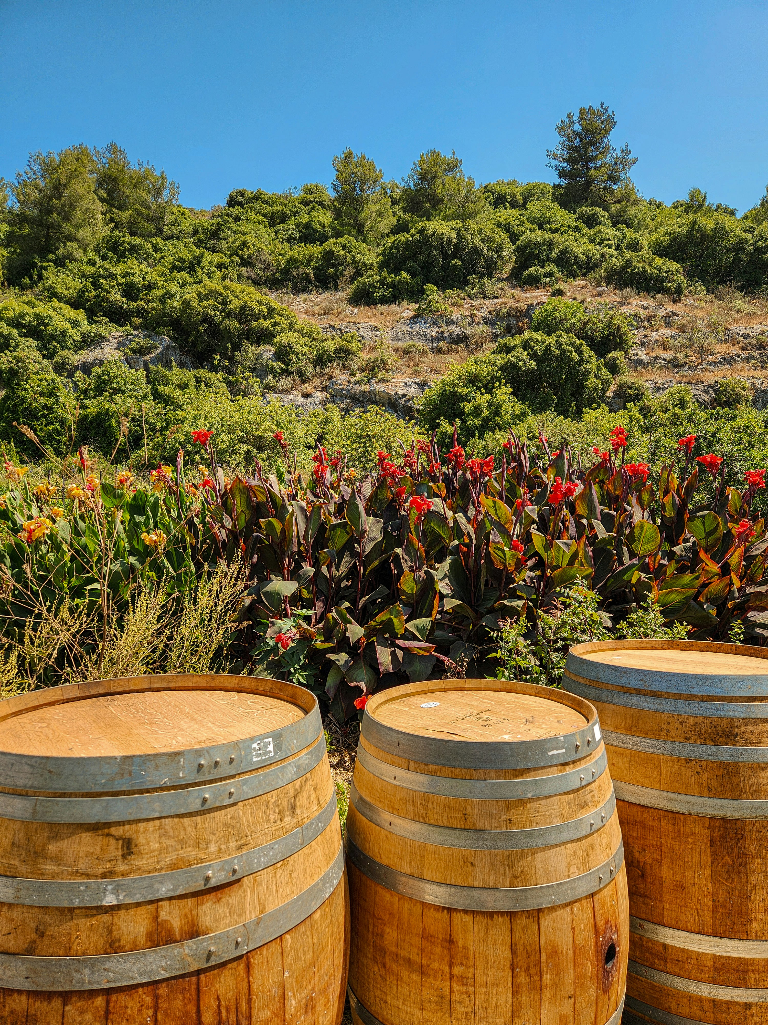 Barrel Ford behind a sea of Red-Flowered Bushes under a Clear Blue Sky