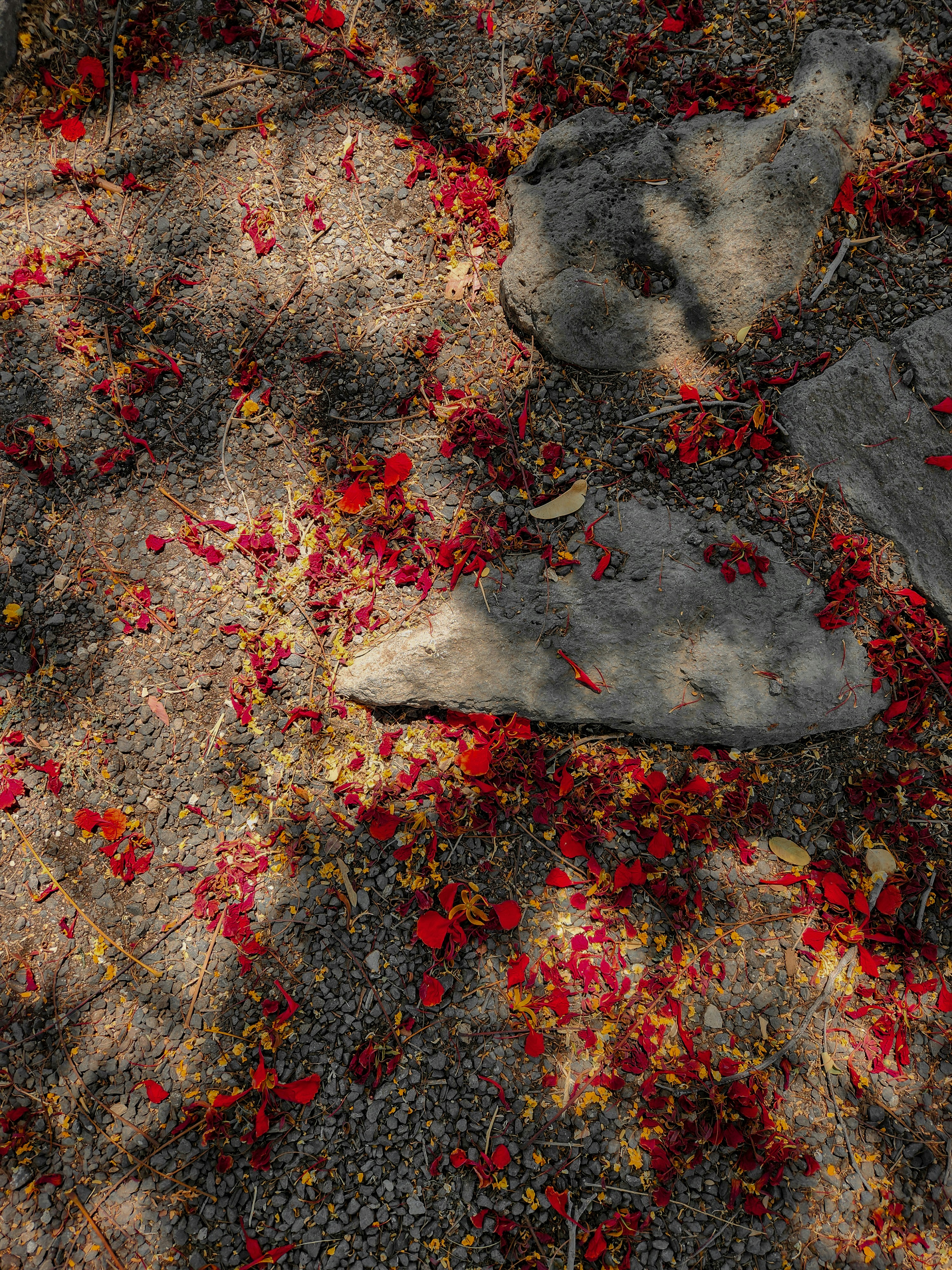 Red Petals on Rough Ground: A Quiet Fall of Color and Texture