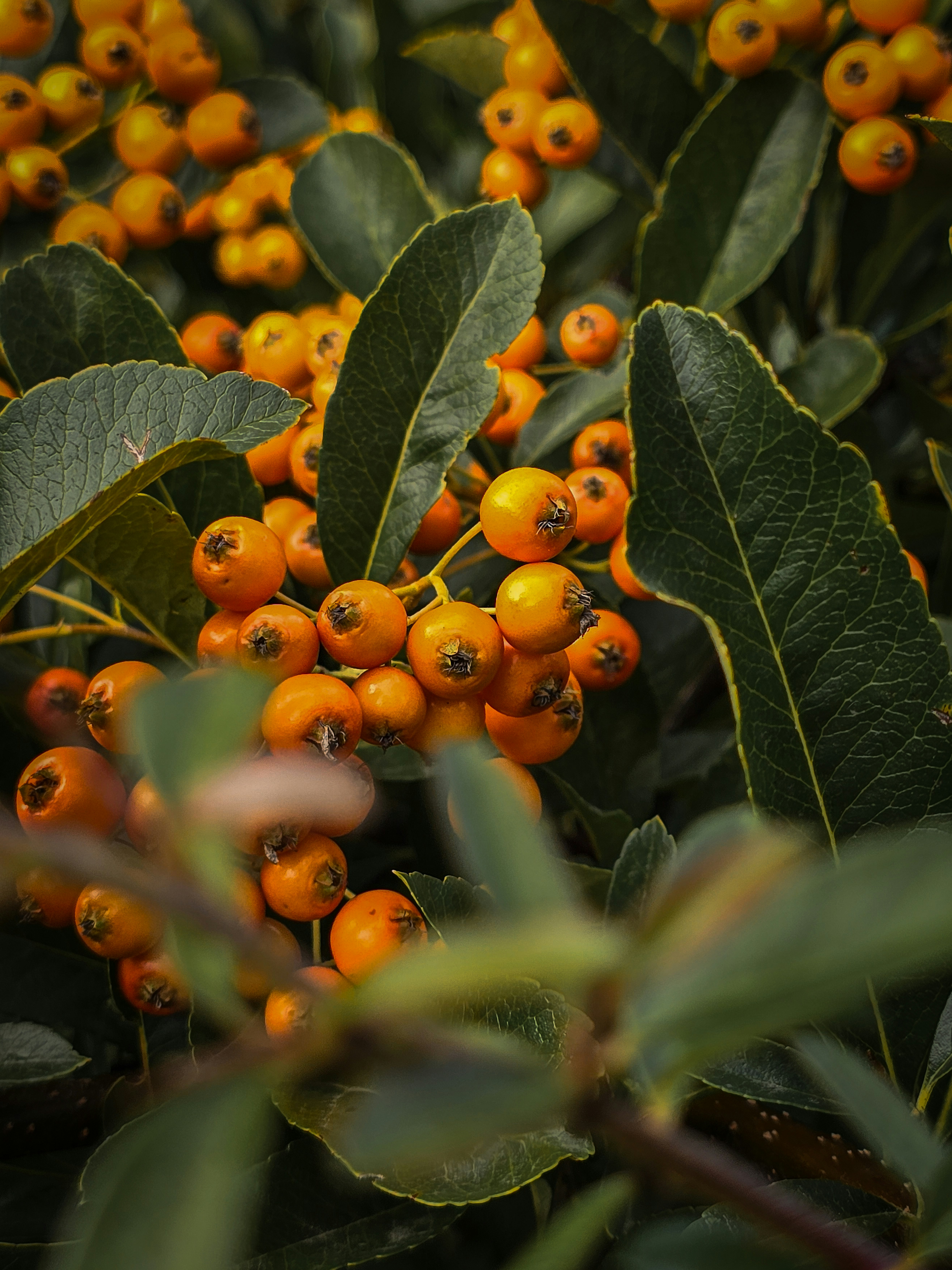 Orange Berries in Leafy Cloak