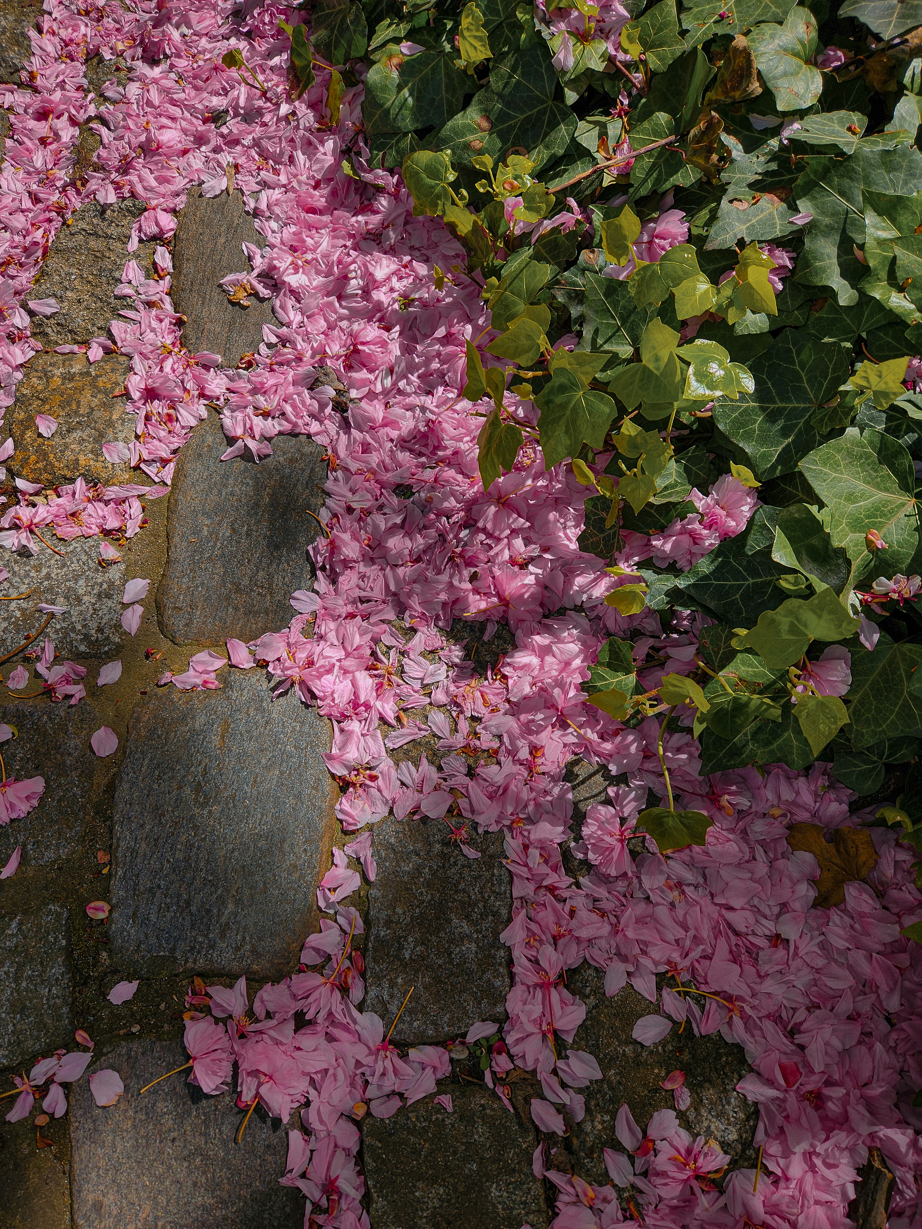Petals on Stone: A Pinkfall Along the Garden Path