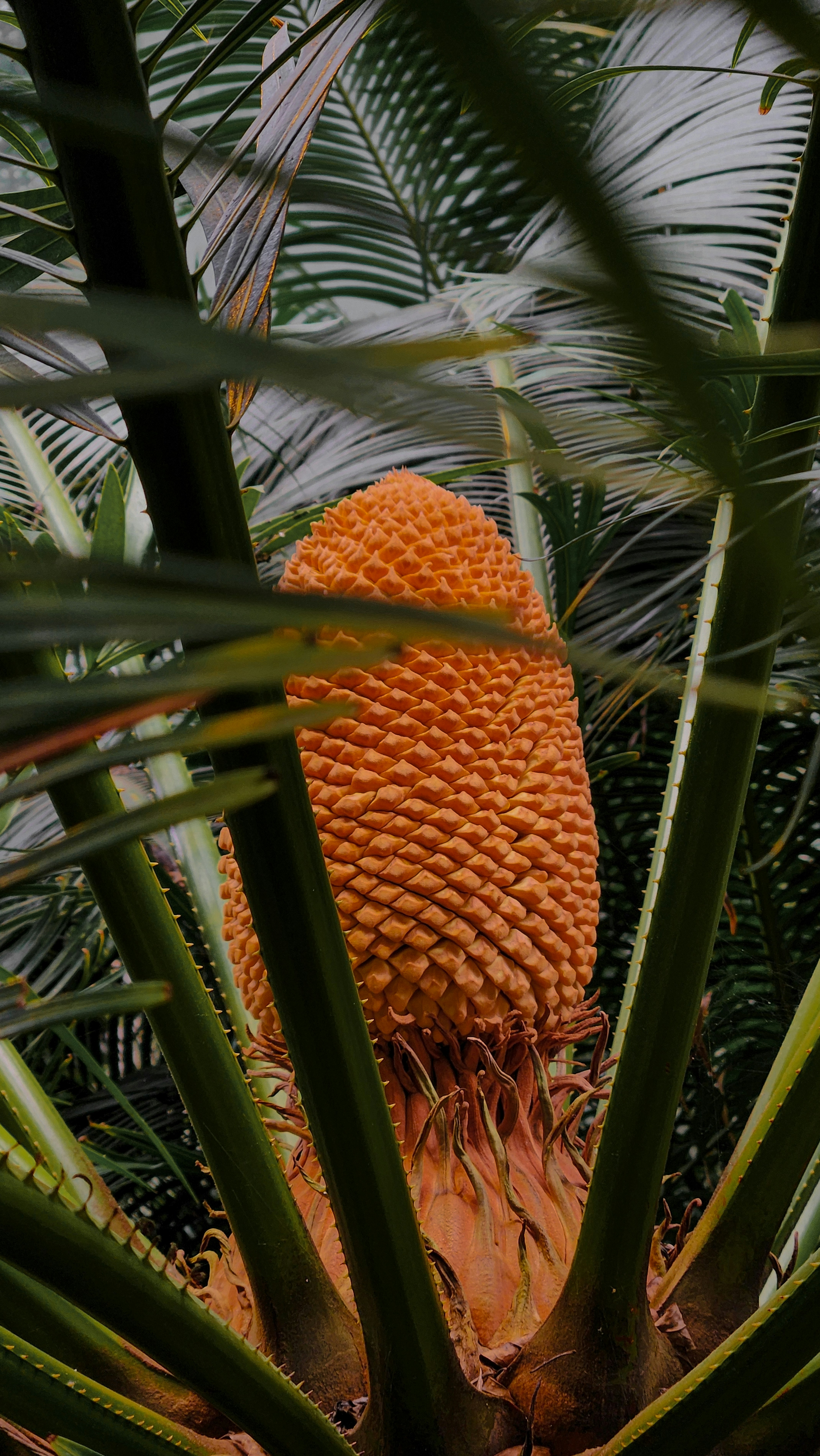 Central Pineapple: Bold Orange Core Rising Through Jungle Green