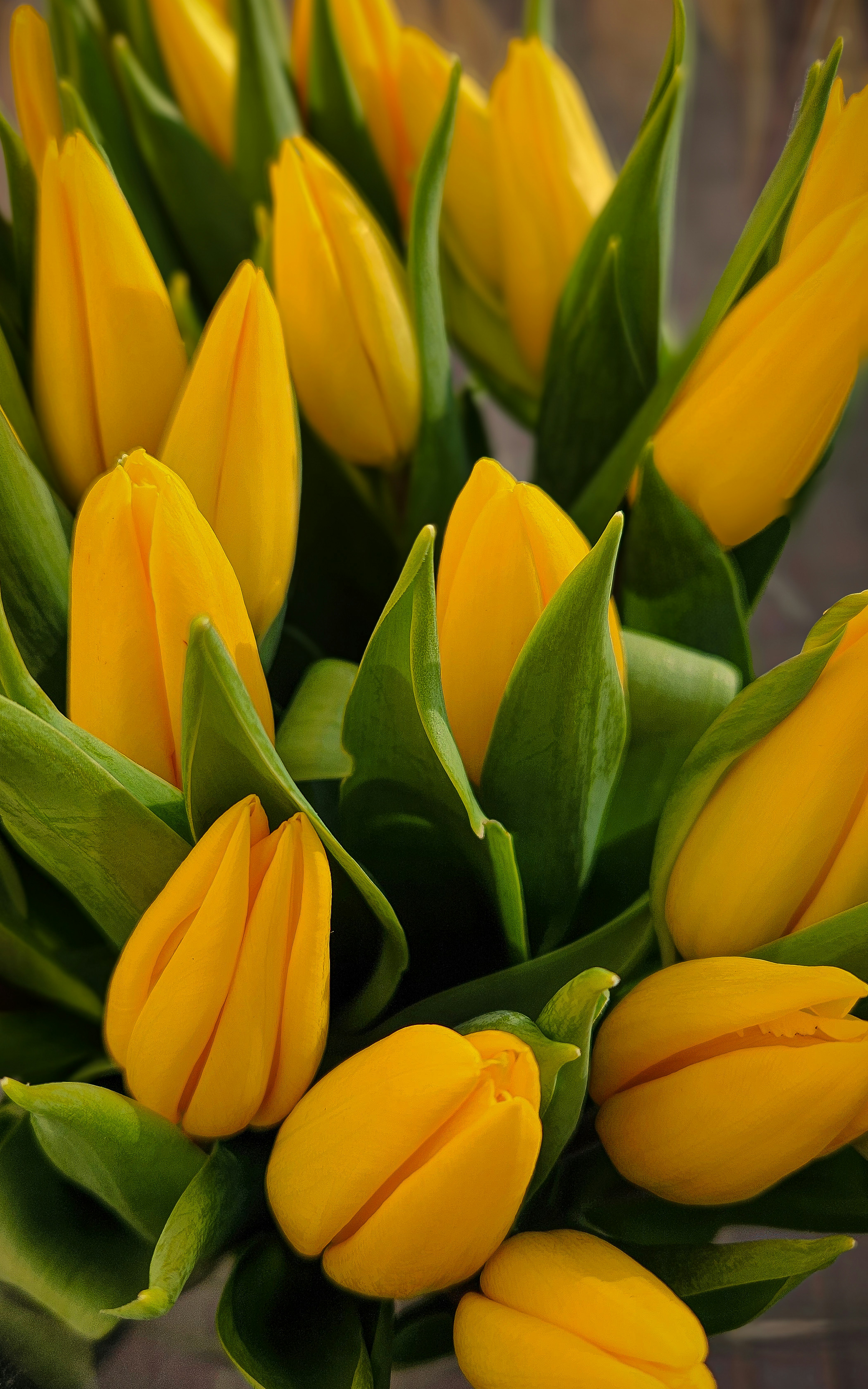 Sunlit Tulip Burst: A Golden Field of Close-Cropped Blooms