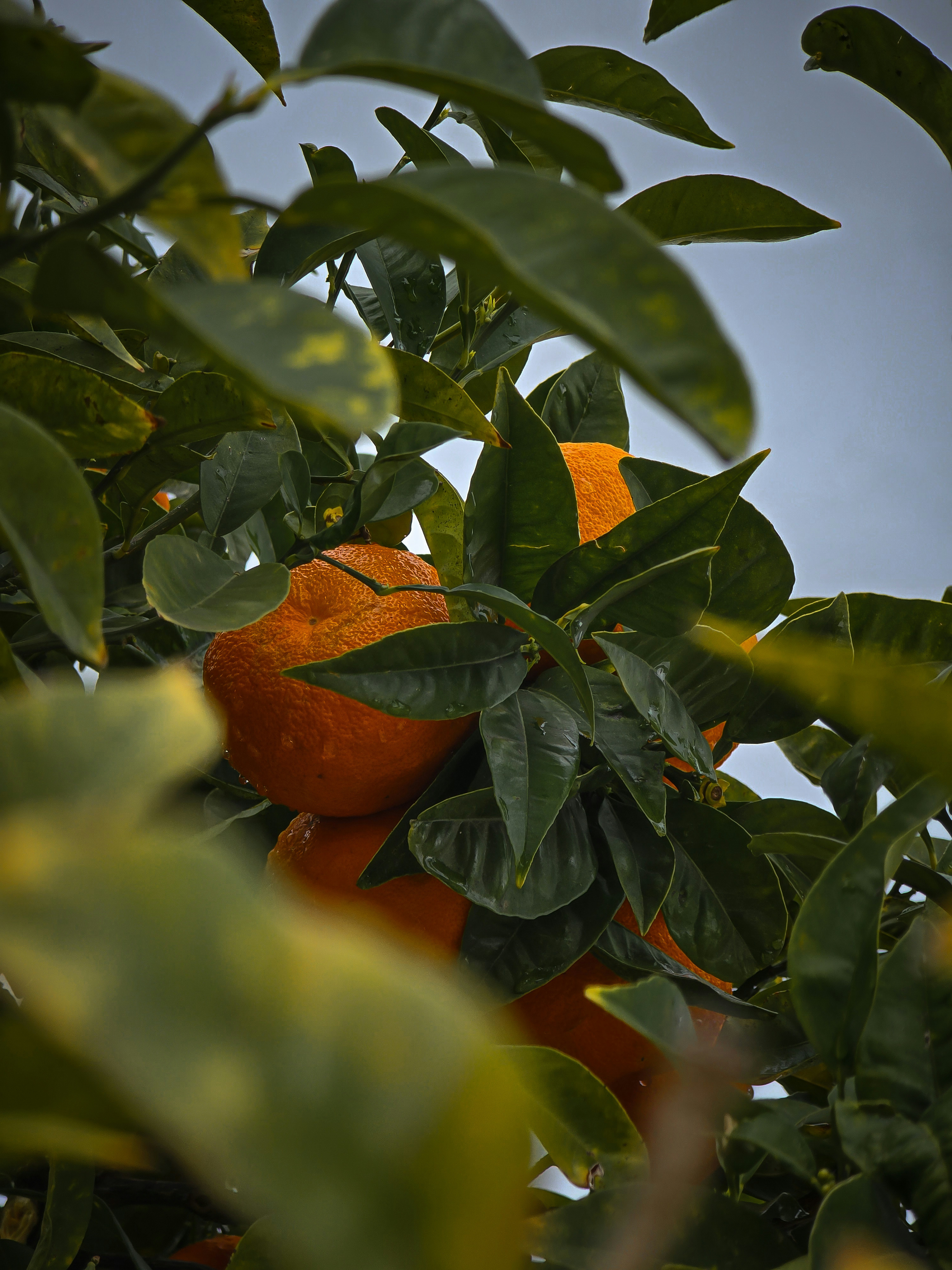 Orange Orchard Peek: Peeking through Leaves at Dappled Fruit