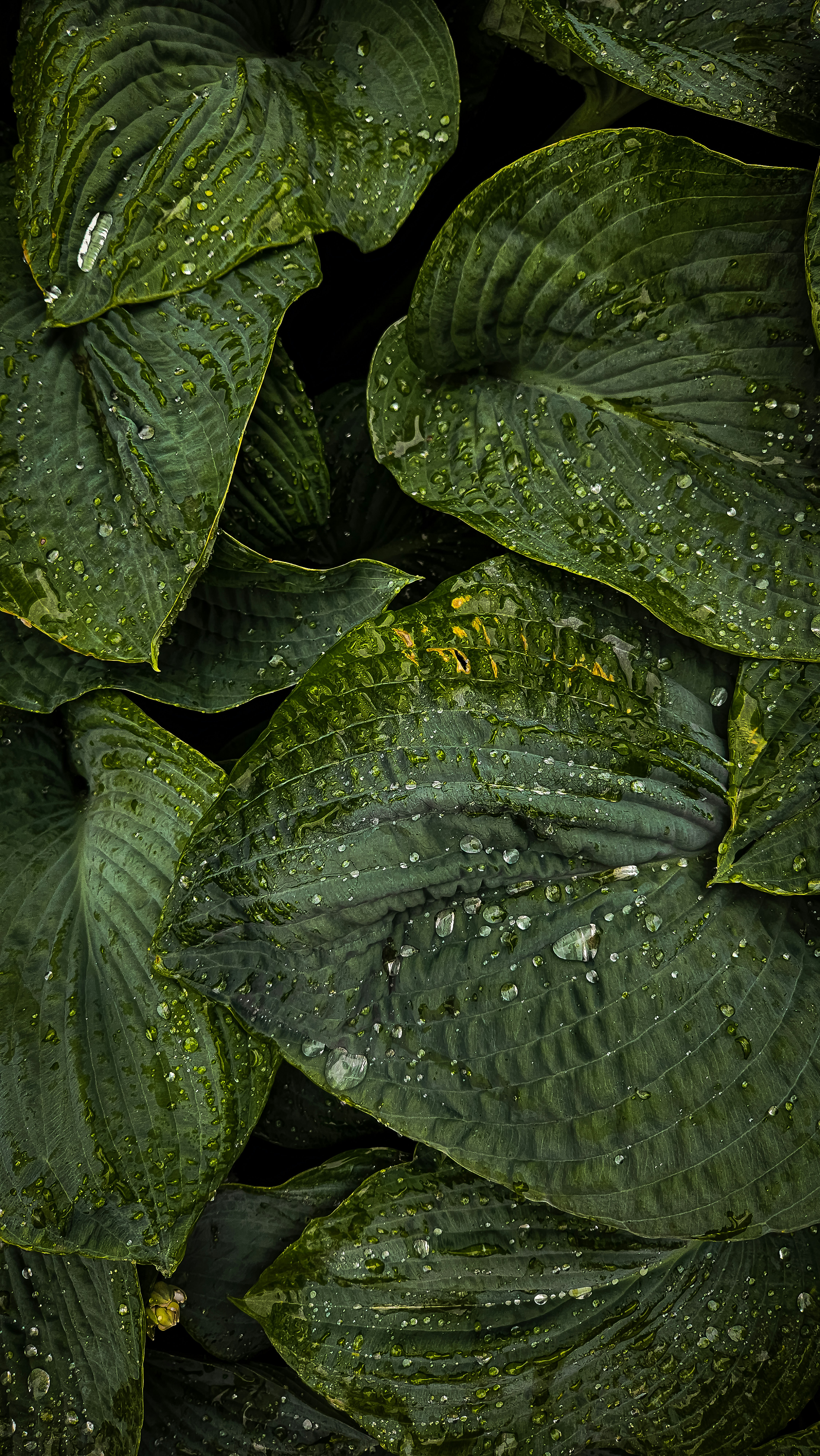 Emerald Veins: A Dense Quilt of Rain-Kissed Hostas