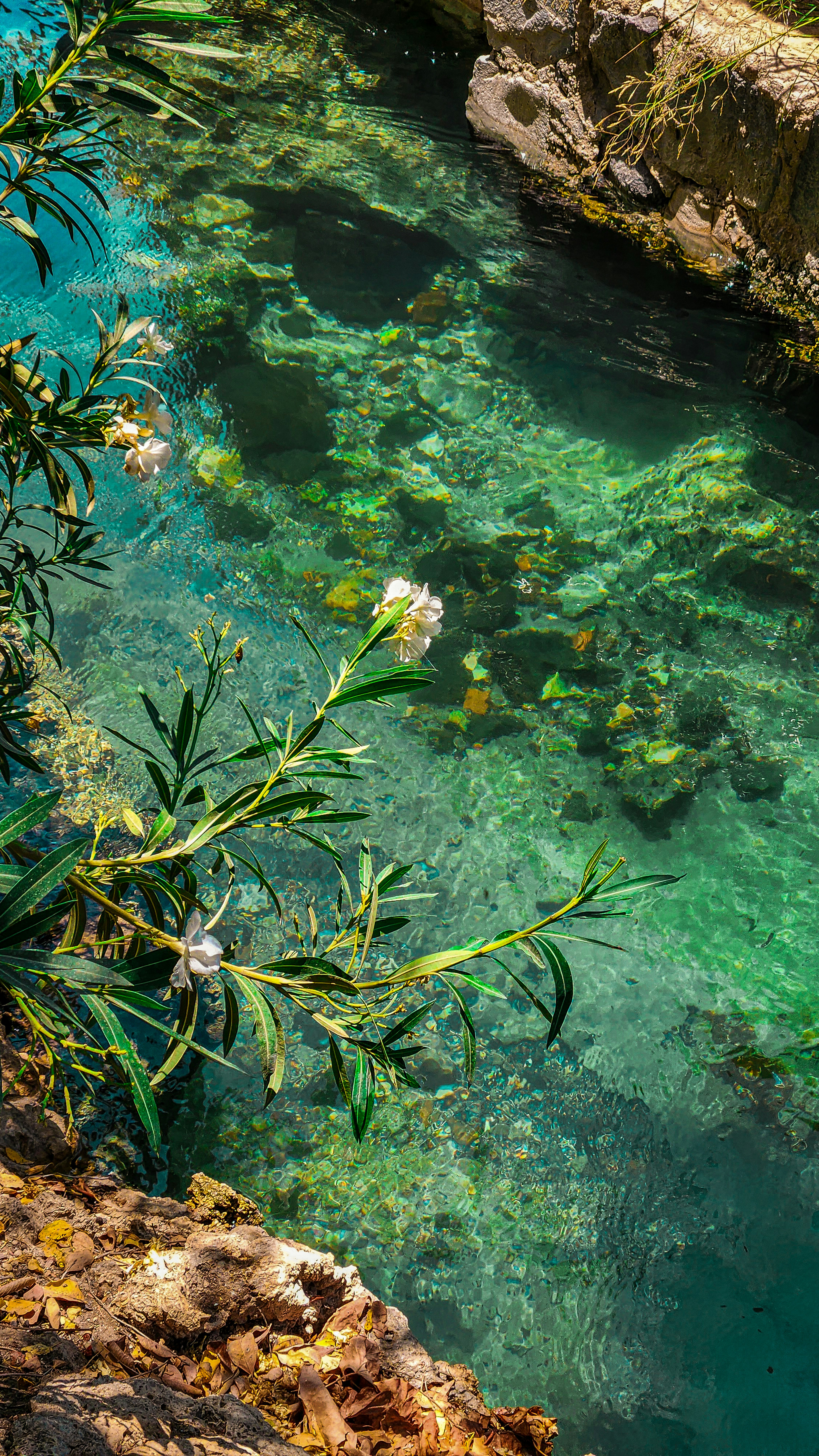 Emerald Cove Gem: Clear Waters and flowering cliffside