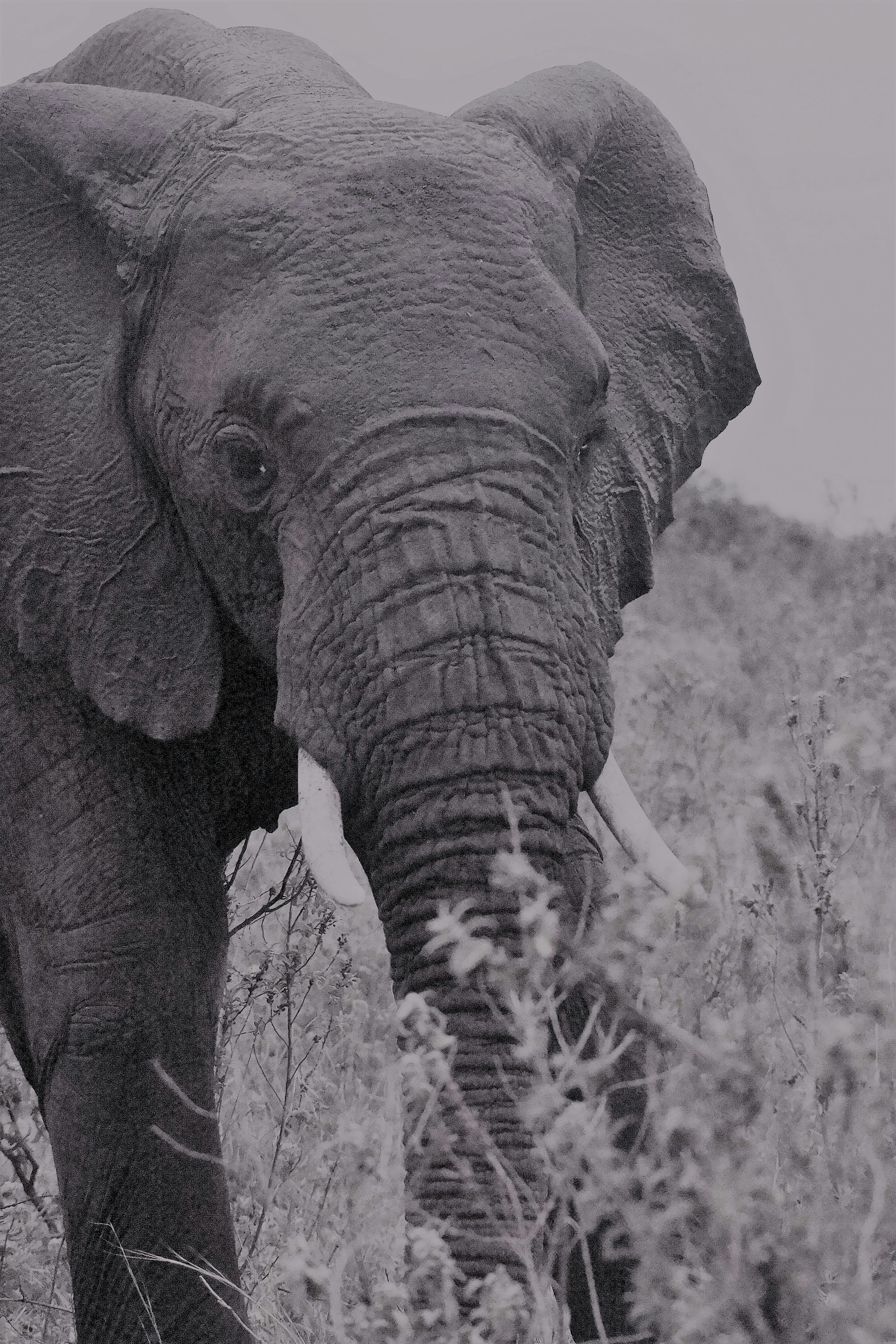 Gentle Giant in Monochrome Grasslands