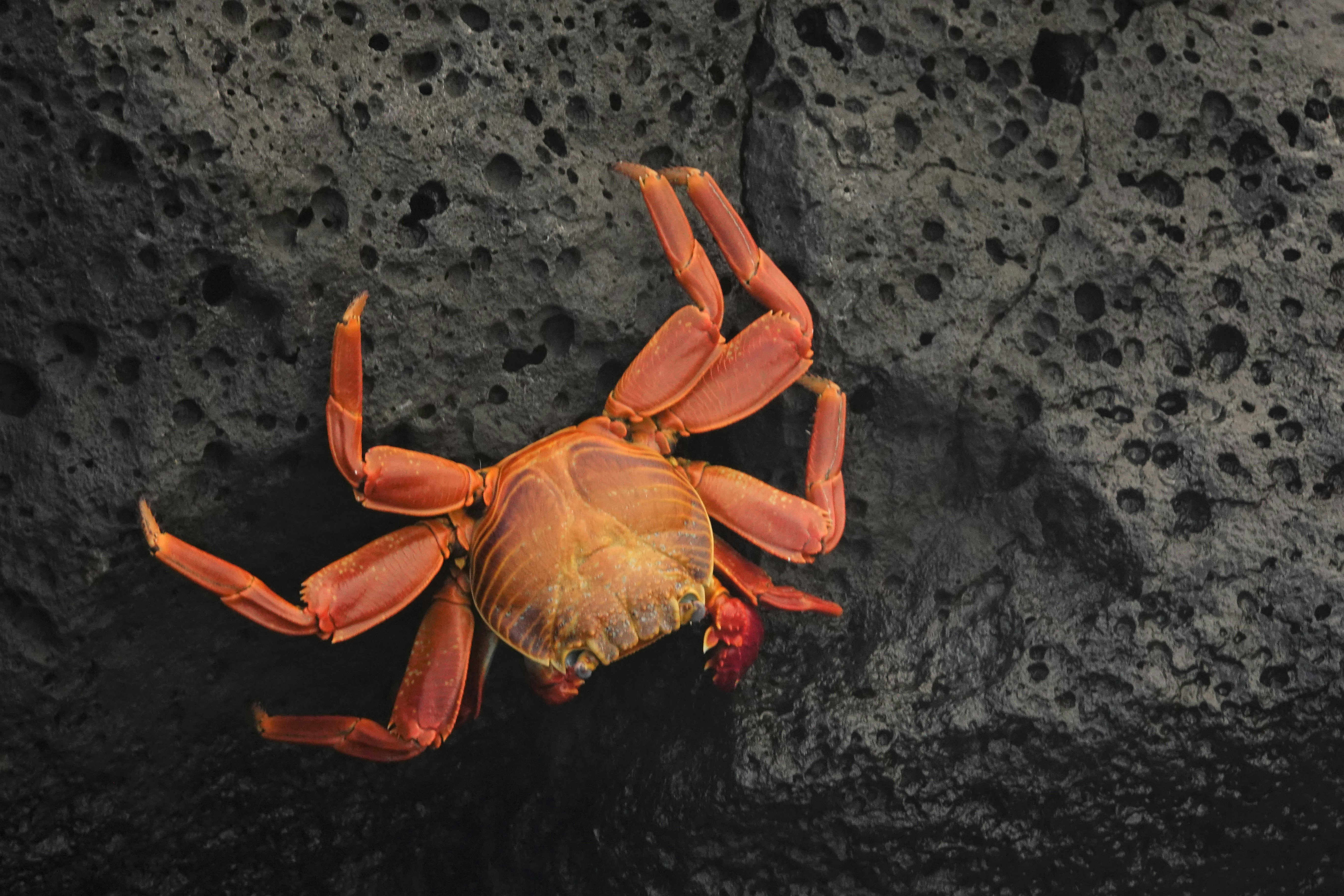 Crimson Crab on Charred Rock