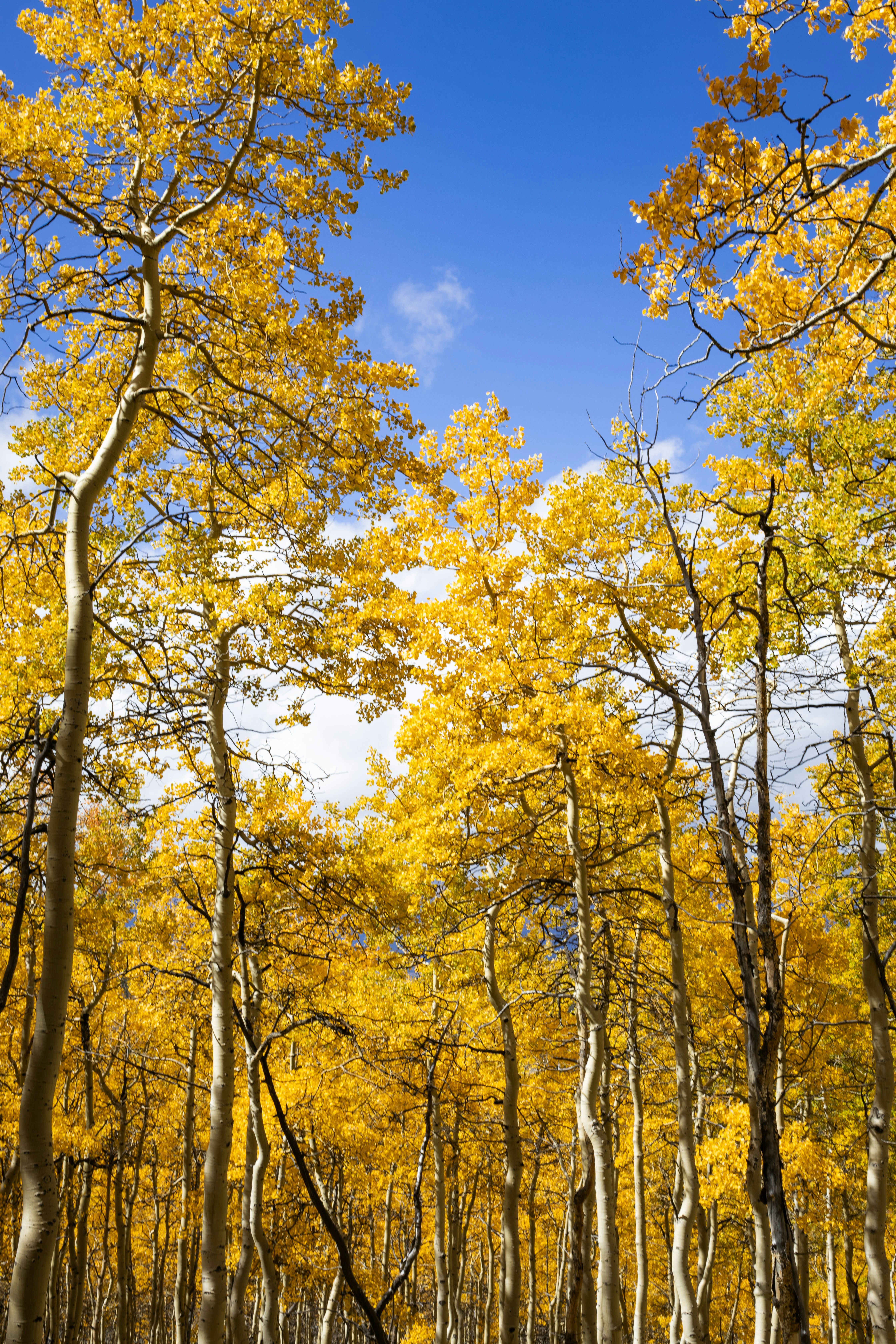 Crimson Canopy: Golden Aspens Reach for a Bright Sky