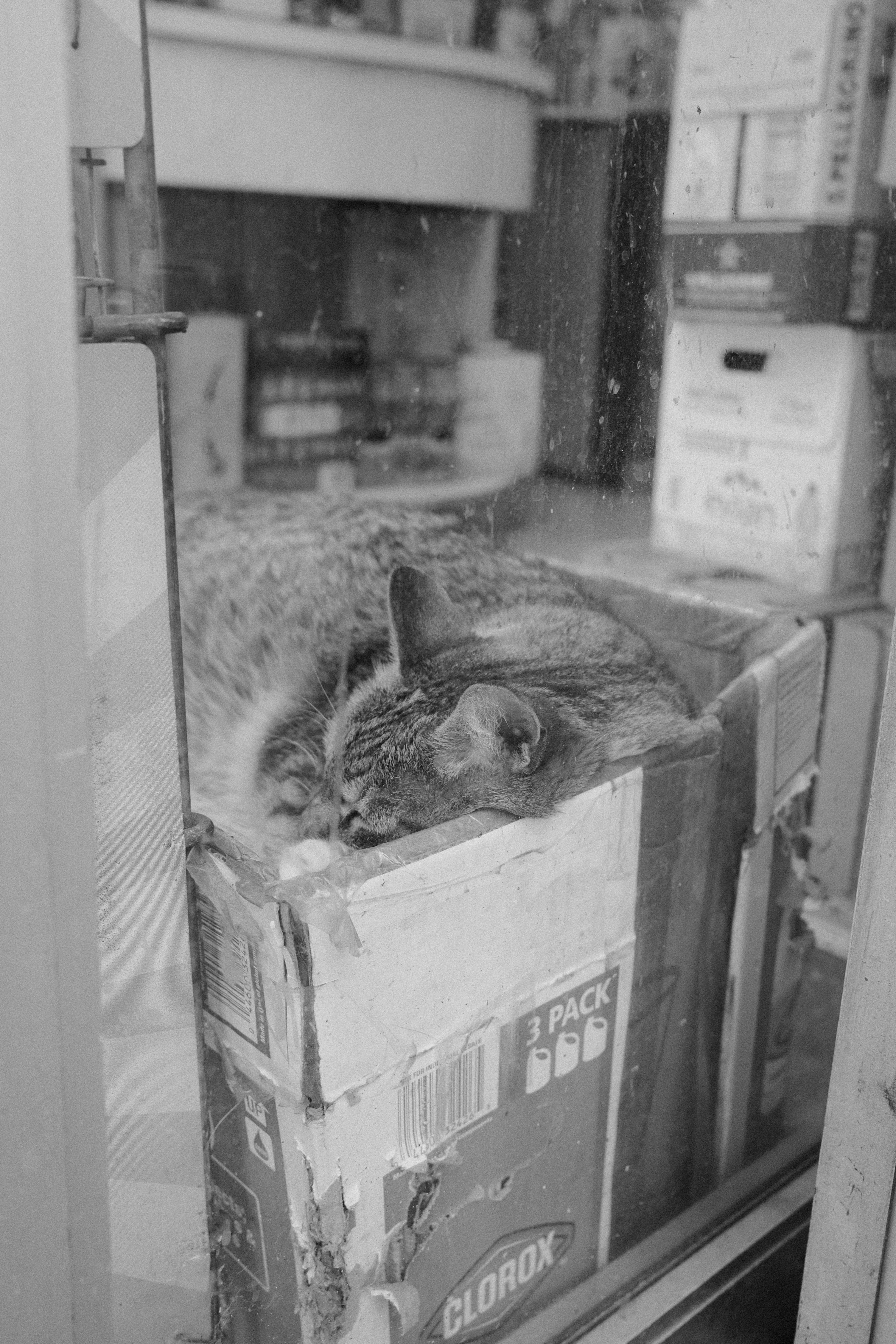 Night Shift Nap: A Cat Resting Among Cardboard crates