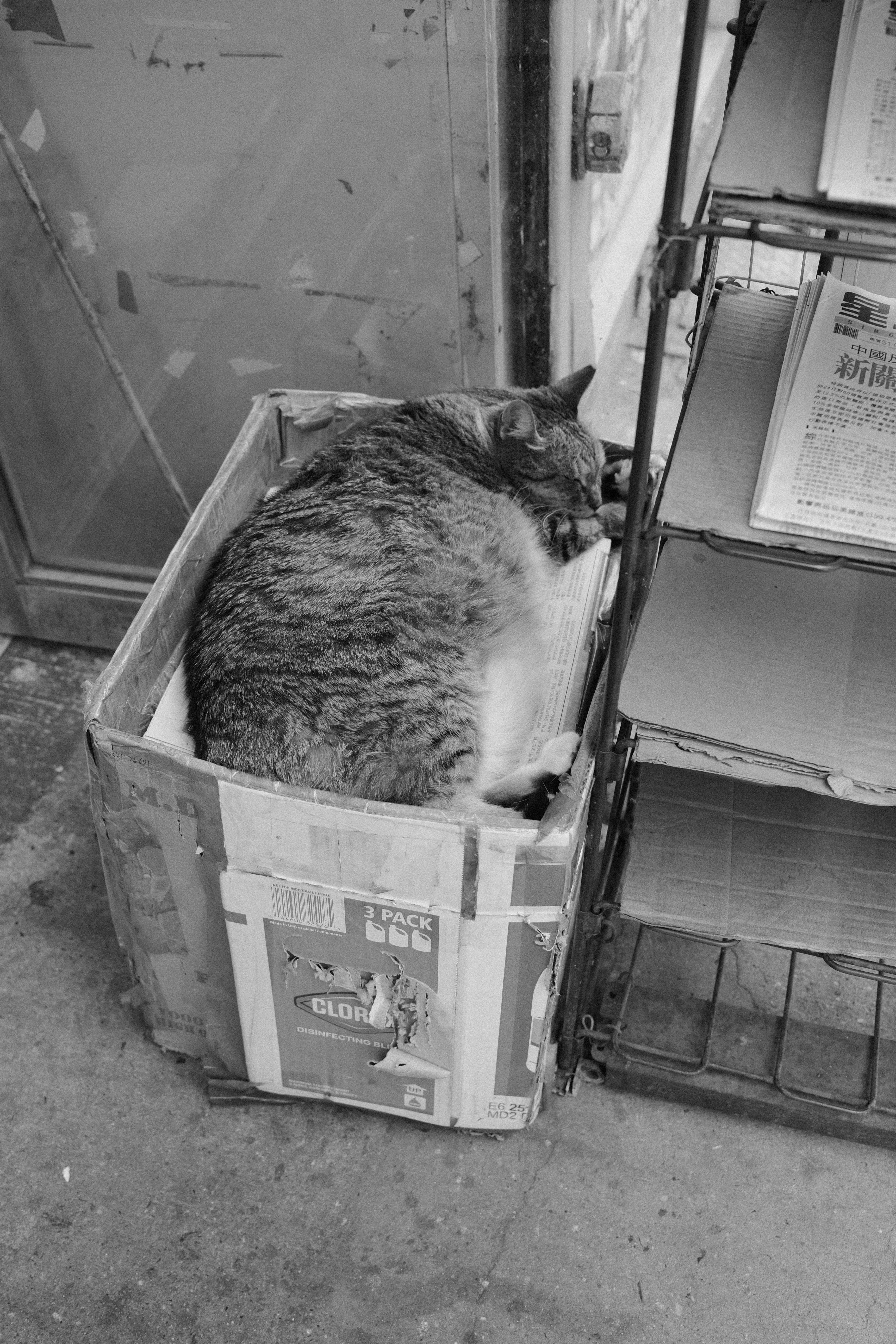 Cozy Street-Cide: A Cat Naps in a Cardboard Box