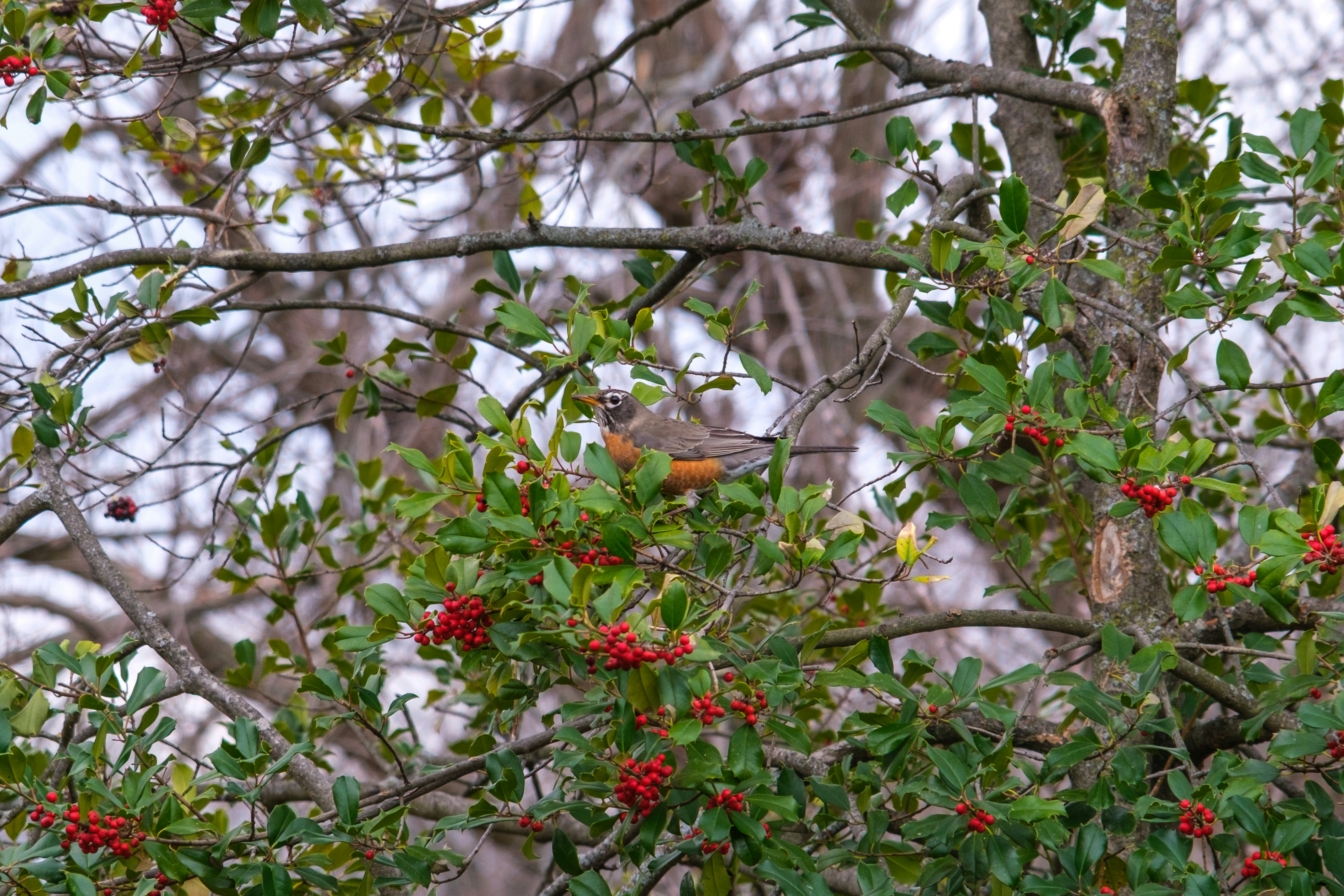 Red berries and a perched bird amid dense holly branches