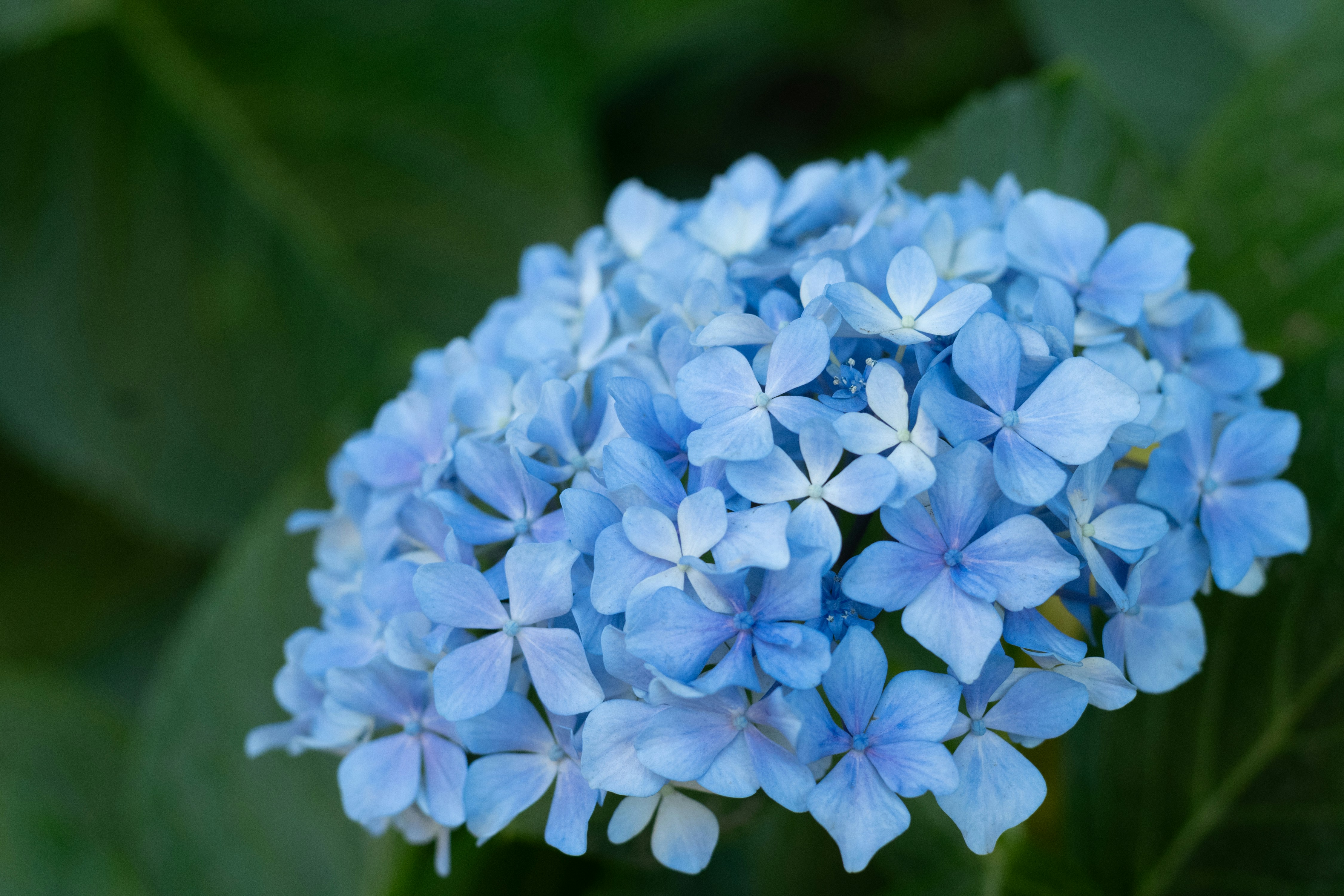 Blue Hydrangea Crown: A Close Focus on Petals and Soft Green Backdrop