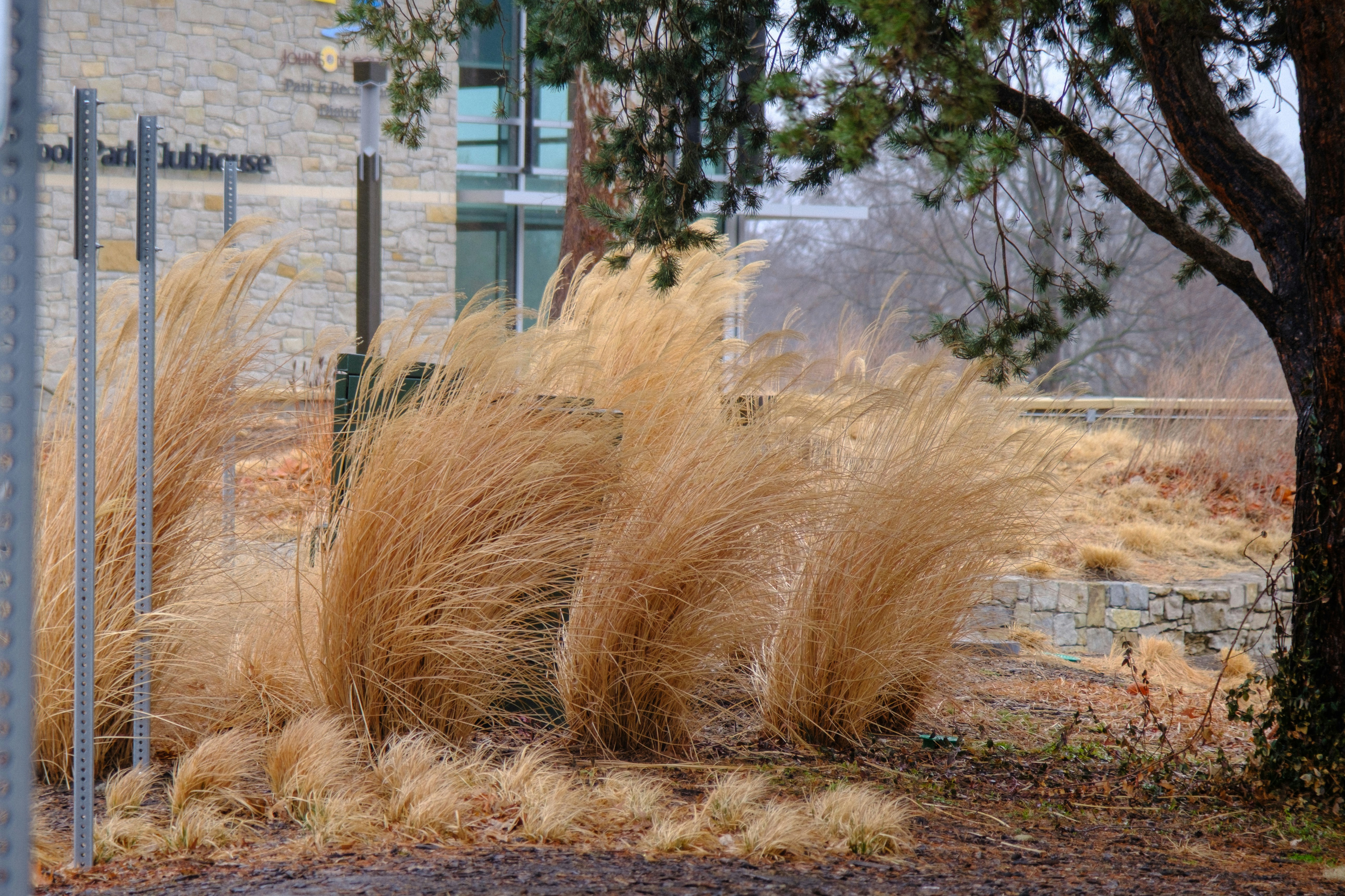 Golden Grasses by the Stone Path