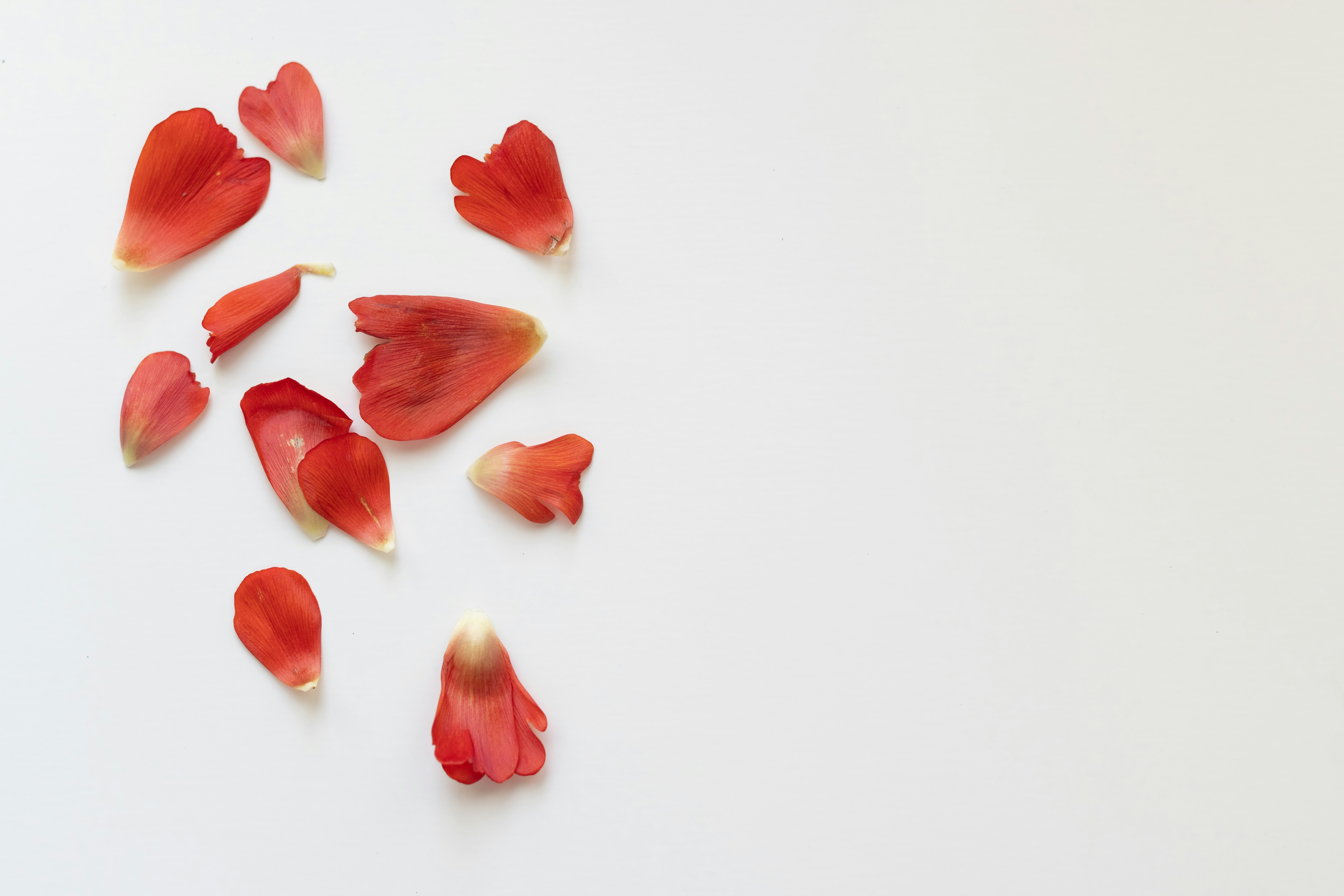Petals on White: A Quiet Symphony of Red Fragments