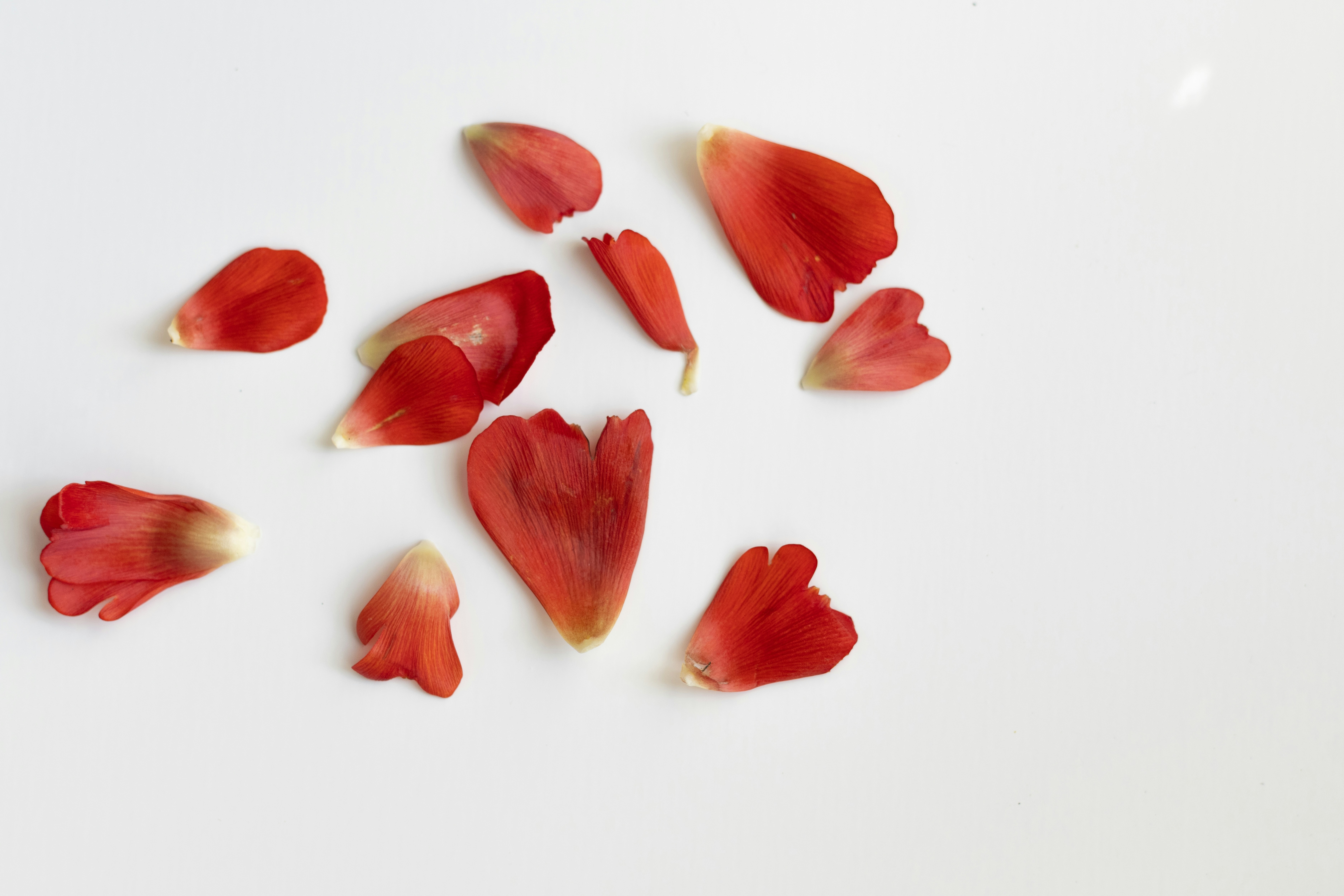 Petals in a Quiet White: A Minimal Still Life